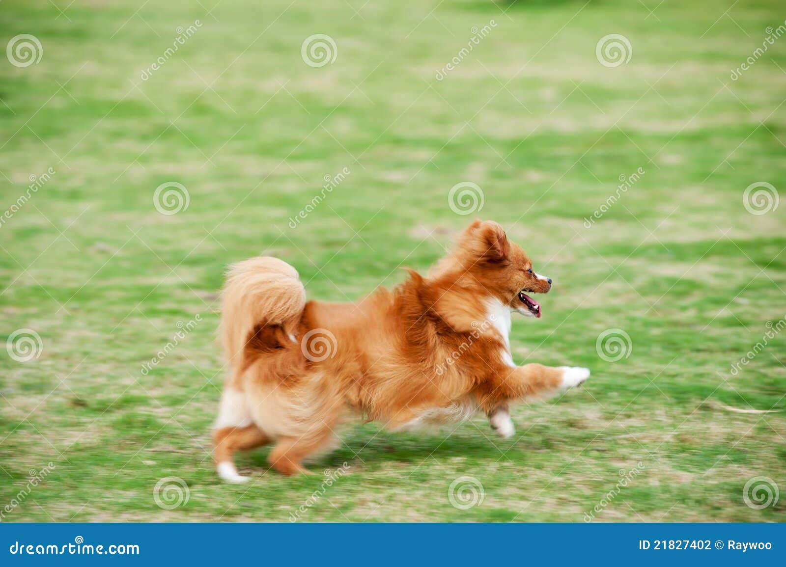 Pomeranian dog running stock photo. Image of speed, golden - 21827402