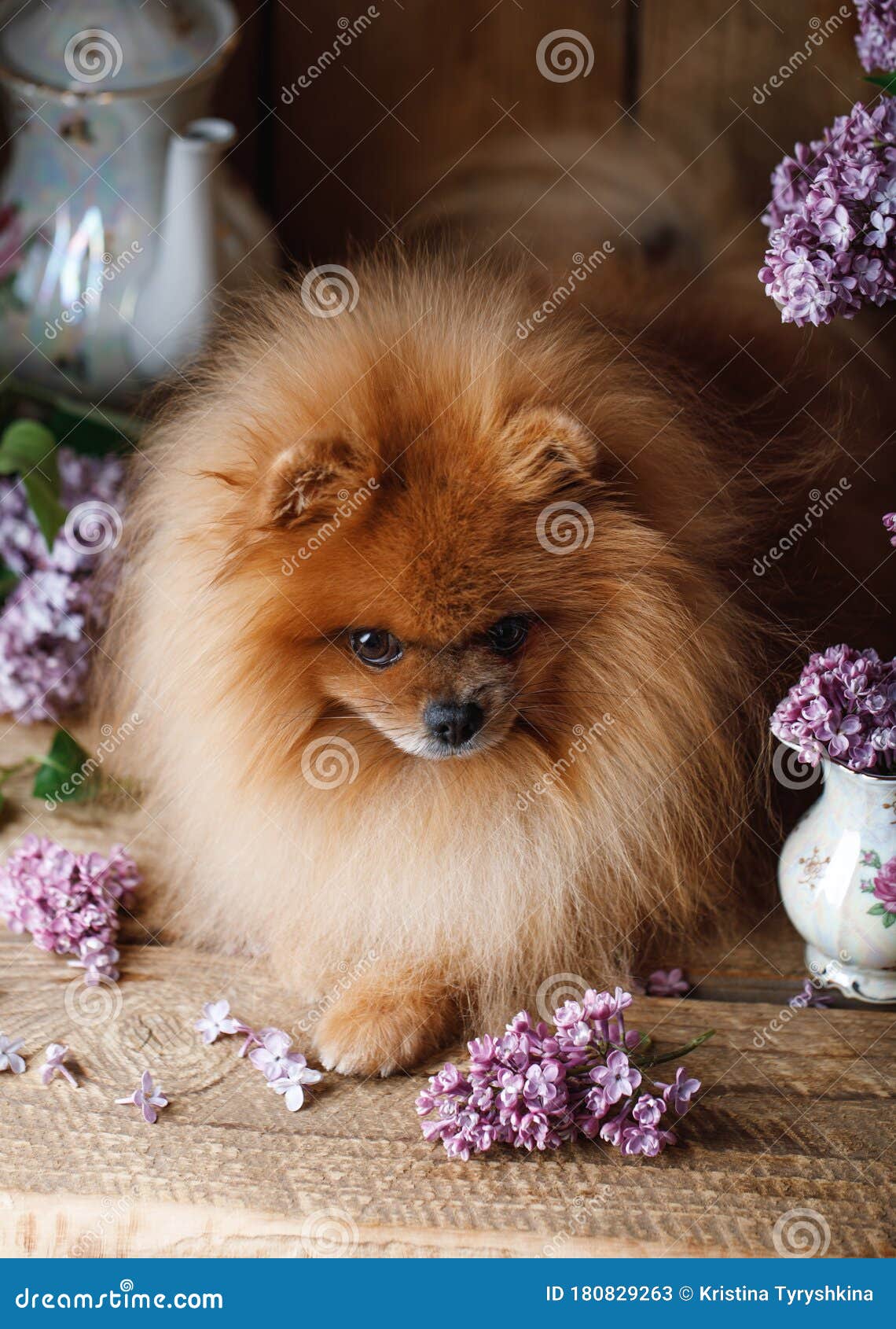 Pomeranian Dog in Spring Flowers. Pomeranian Dog with Bouquet of Lilac ...