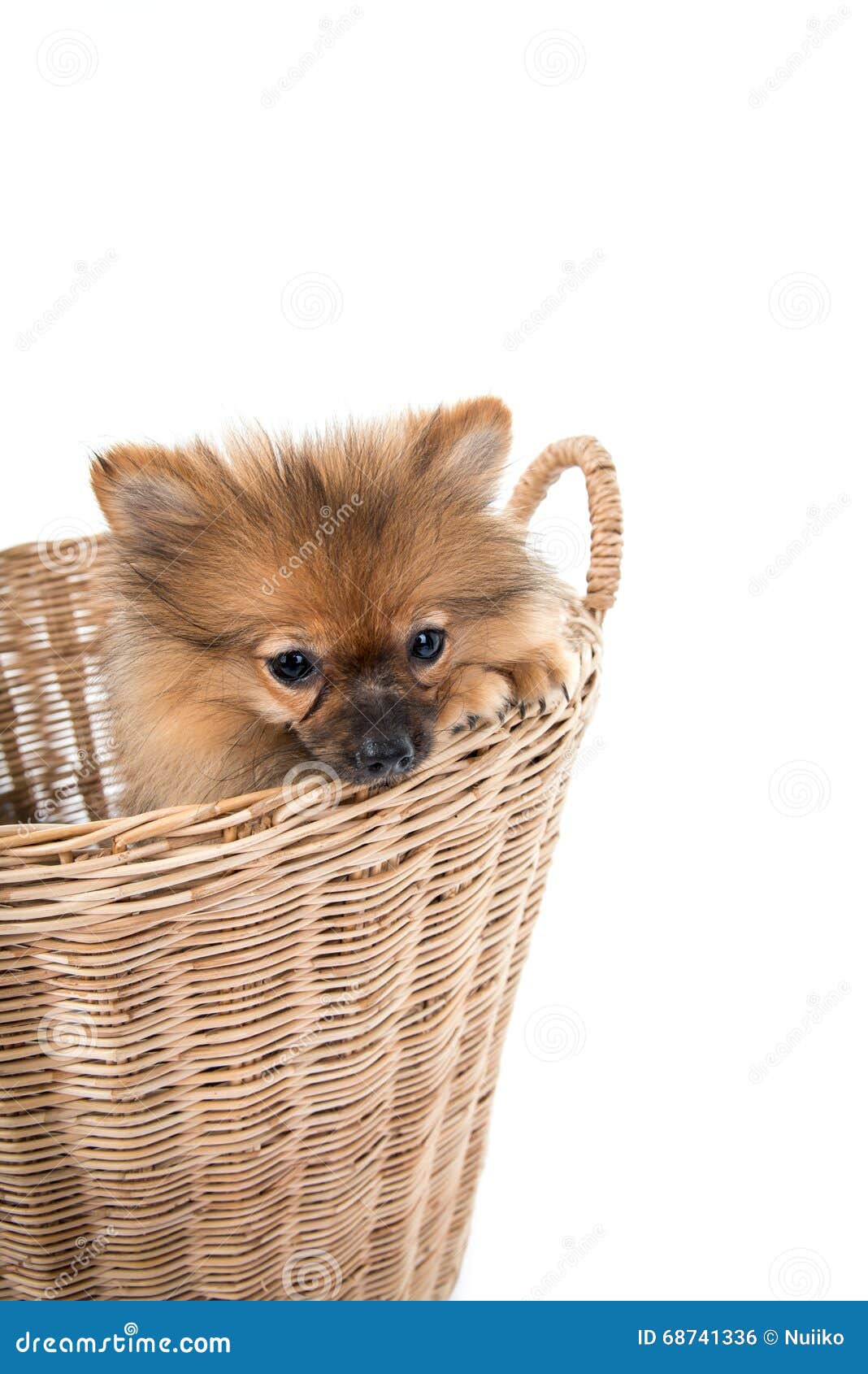 Pomeranian Dog Stading in Basket Stock Photo - Image of nature ...