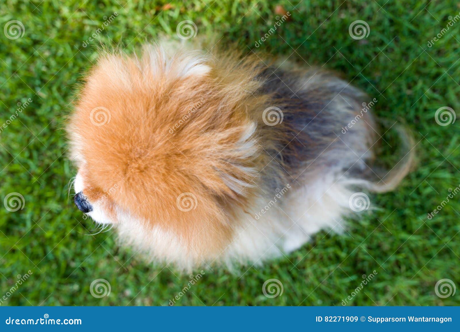 Dog Top View Stock Photos - Download 5,801 Images