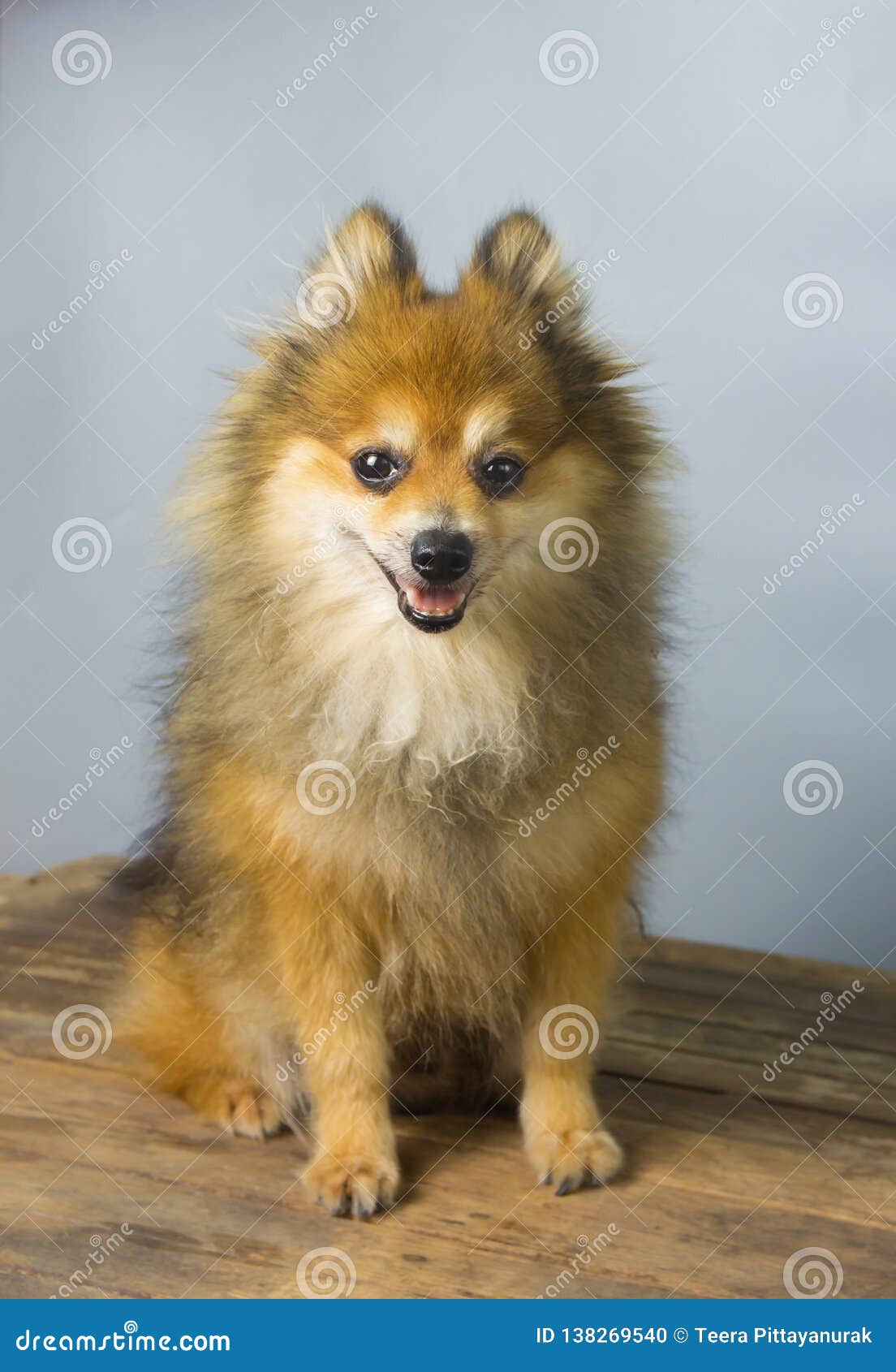 1,528 Backdrop Dogs Stock Photos - Free & Royalty-Free Stock Photos ...