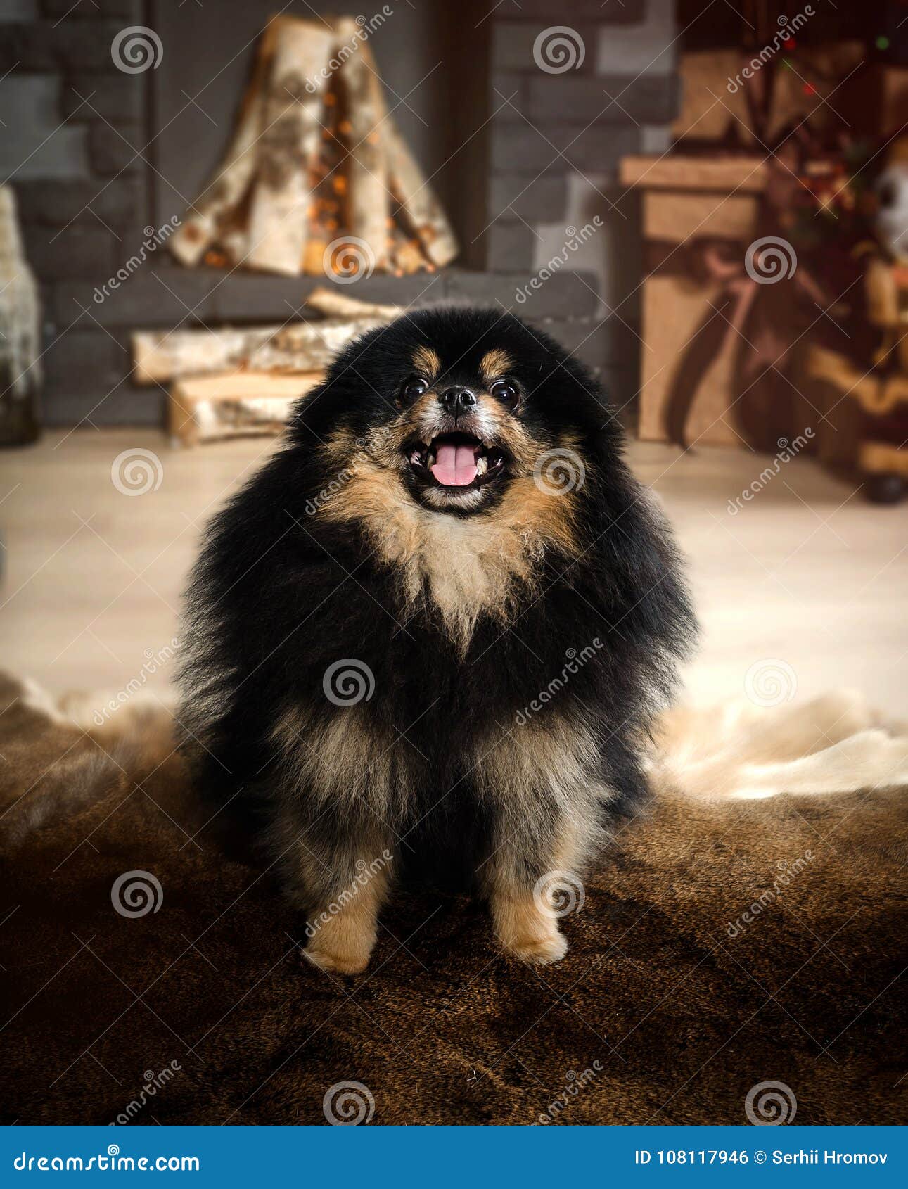 Pomeranian, Dwarf Spitz, Black Miniature Dog Spitz Stock Photo - Image ...