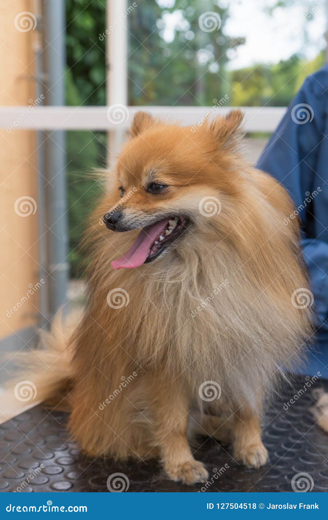 Pomeranian German Spitz Dog Posing on the Grooming Table Stock Photo ...