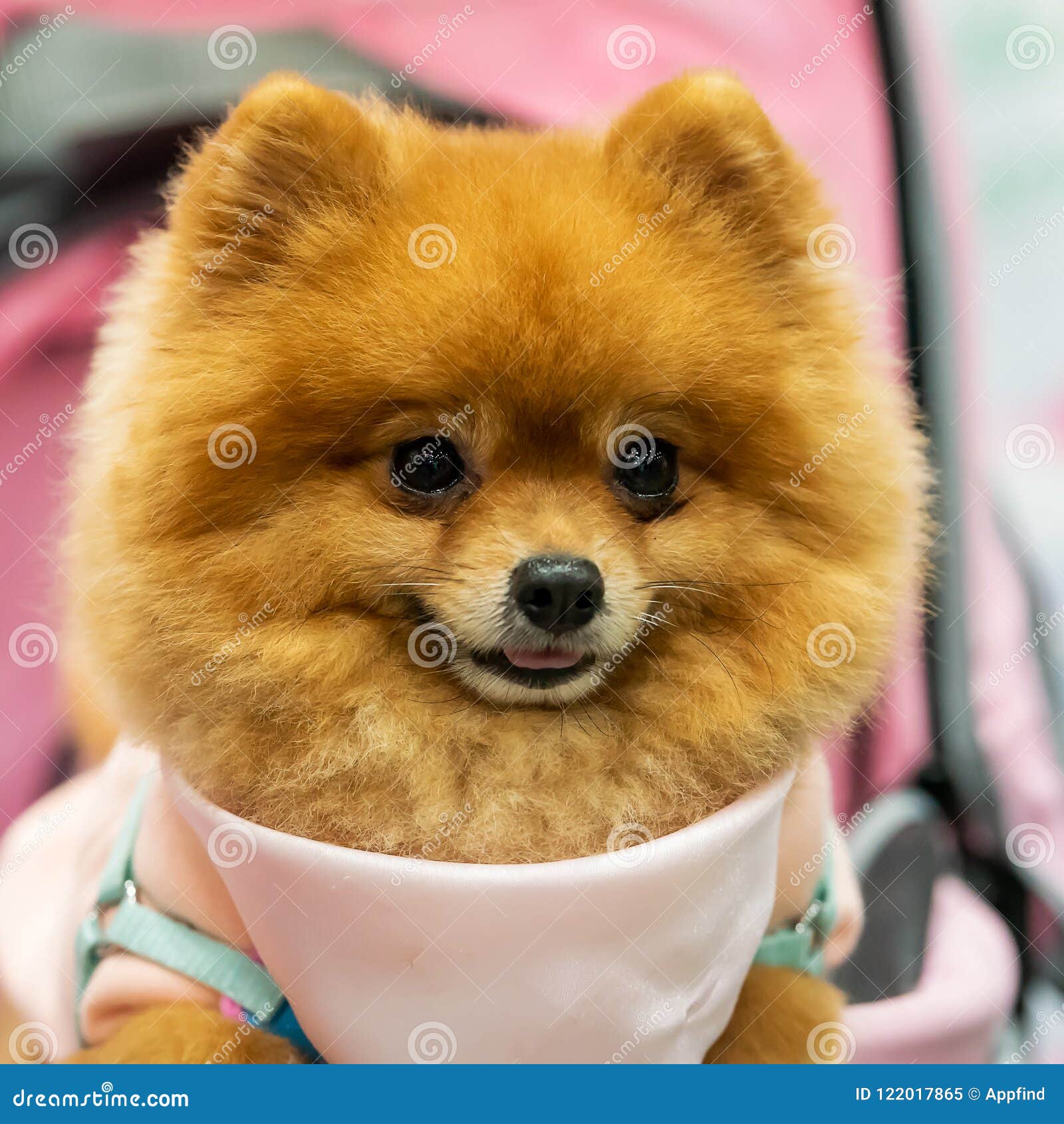 Pomeranian gullig hund fotografering för bildbyråer. Bild av ...