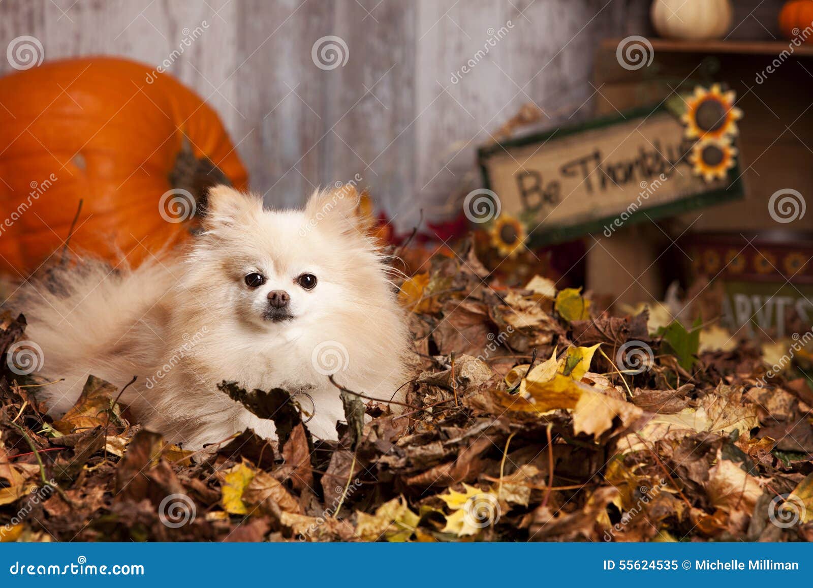 Pomeranian Playing in the Leaves Stock Image - Image of pomeranian ...