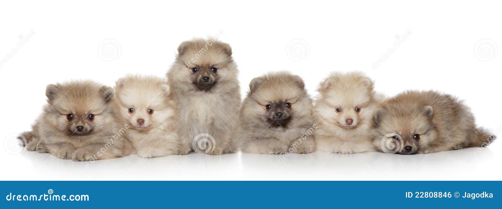 Pomeranian Puppies group stock photo. Image of indoor - 22808846