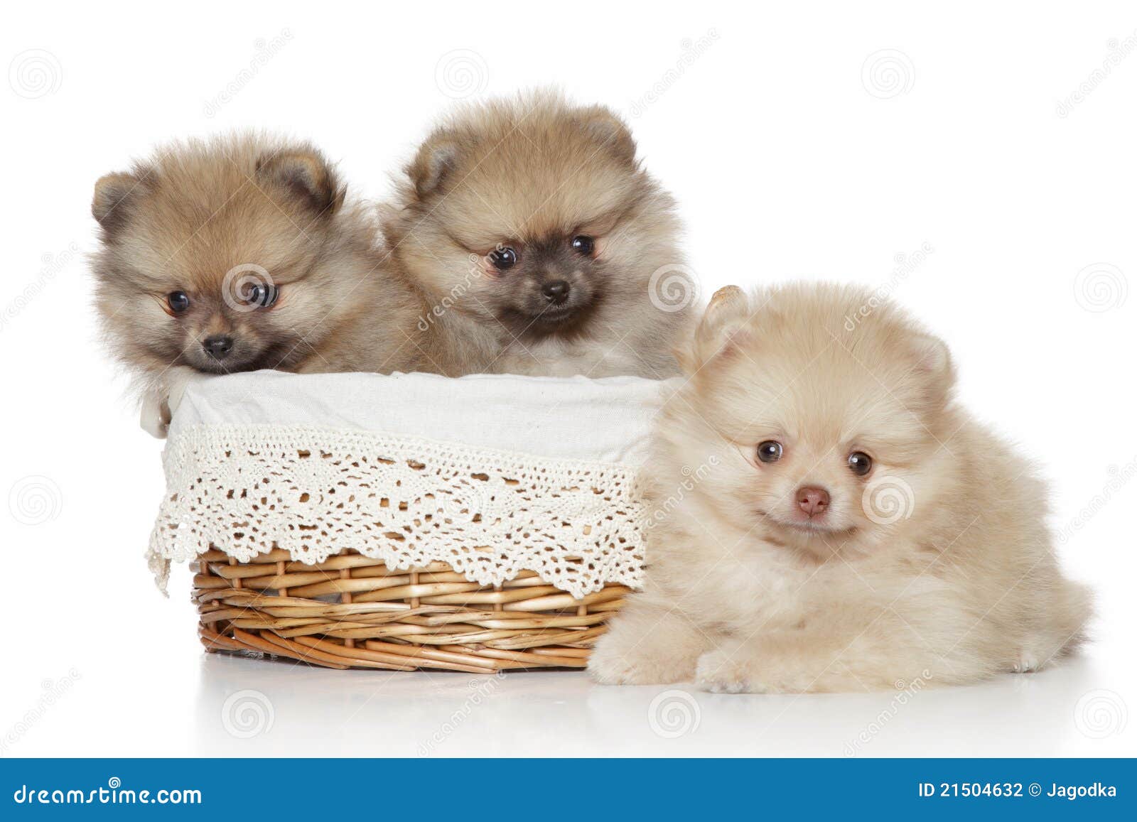 Teacup Pomapoo Puppies