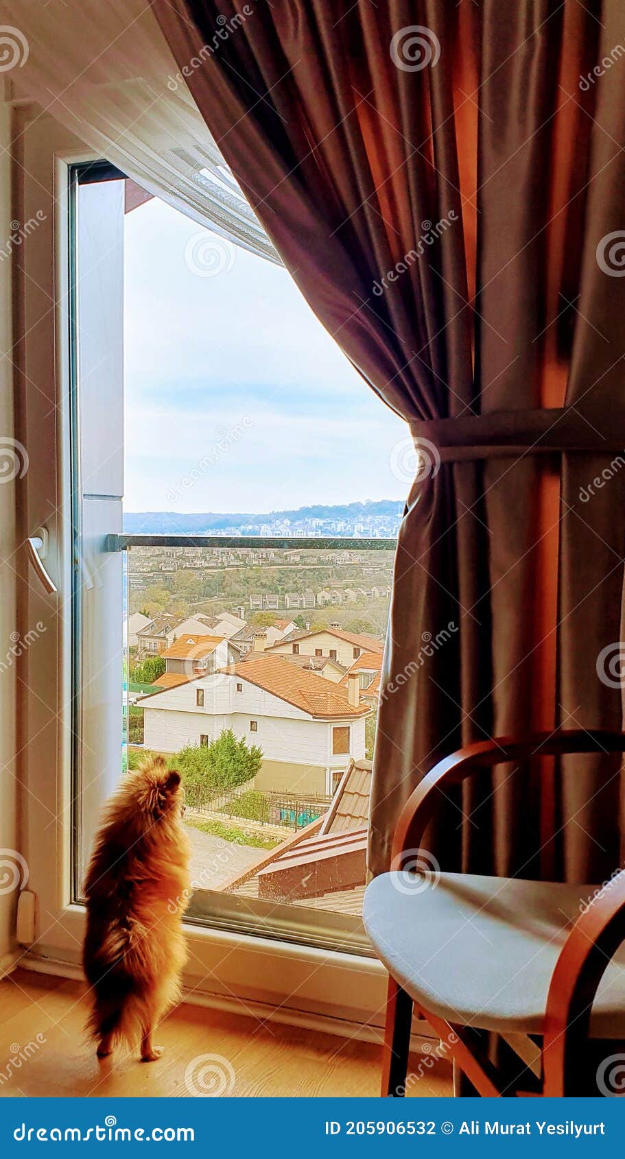 Pomeranian Puppy Watching Outside Window Stock Photo - Image of room ...