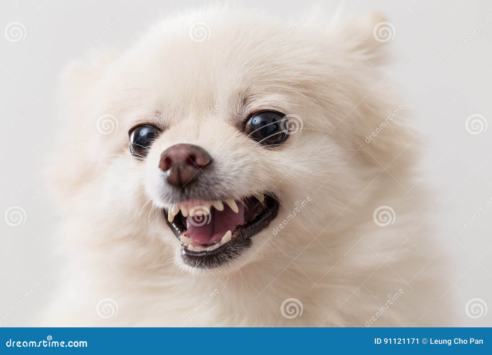 Pomeranian Que Consigue Enojado Imagen de archivo - Imagen de animal ...