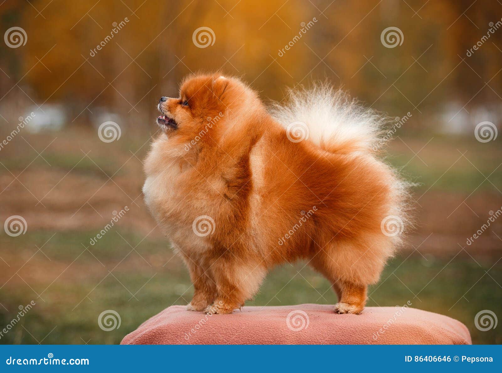 Pomeranian Redhead in Nature Stock Photo - Image of pedigreed, park ...
