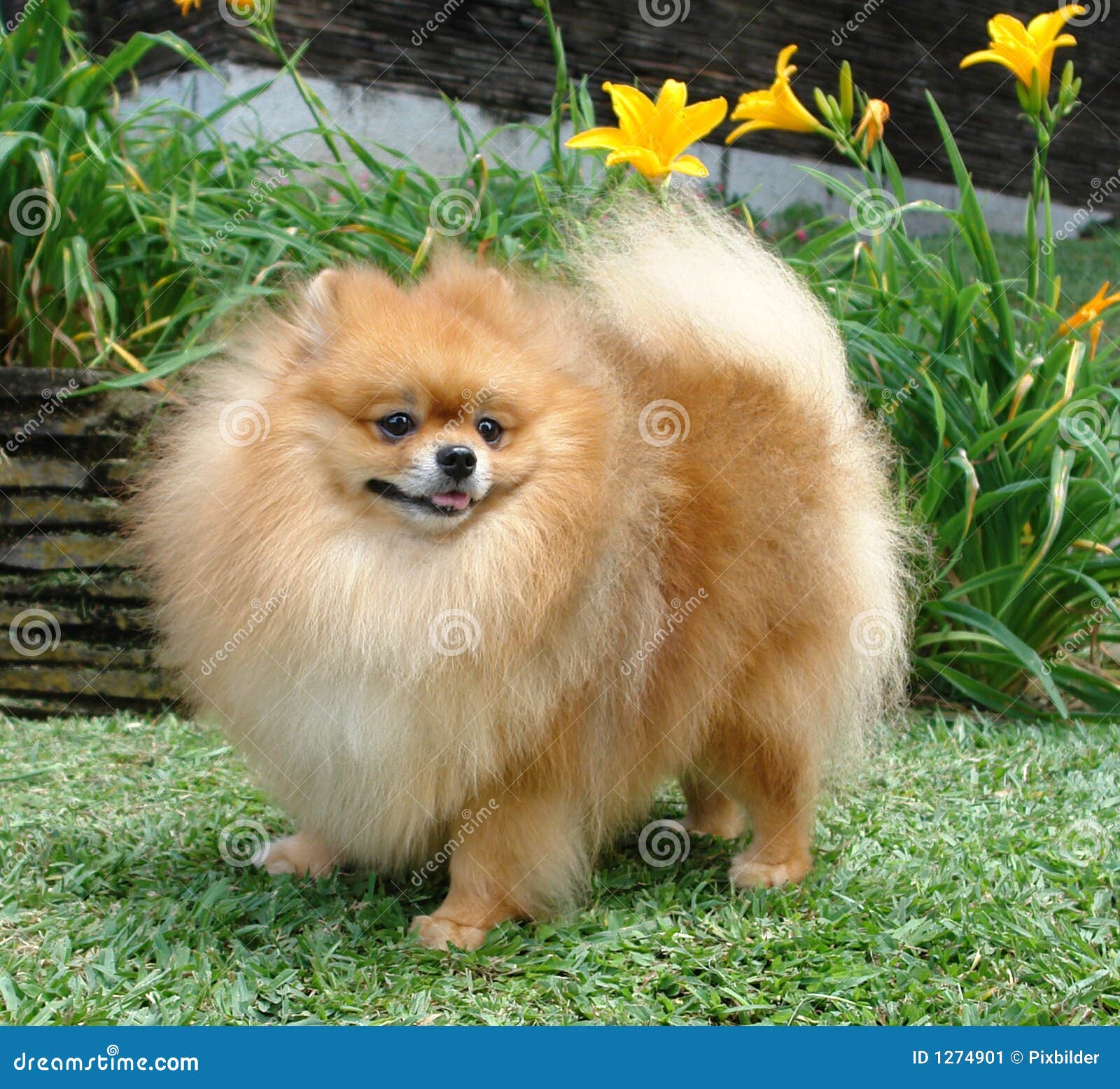 Pomeranian spitz stock image. Image of typical, animal - 1274901
