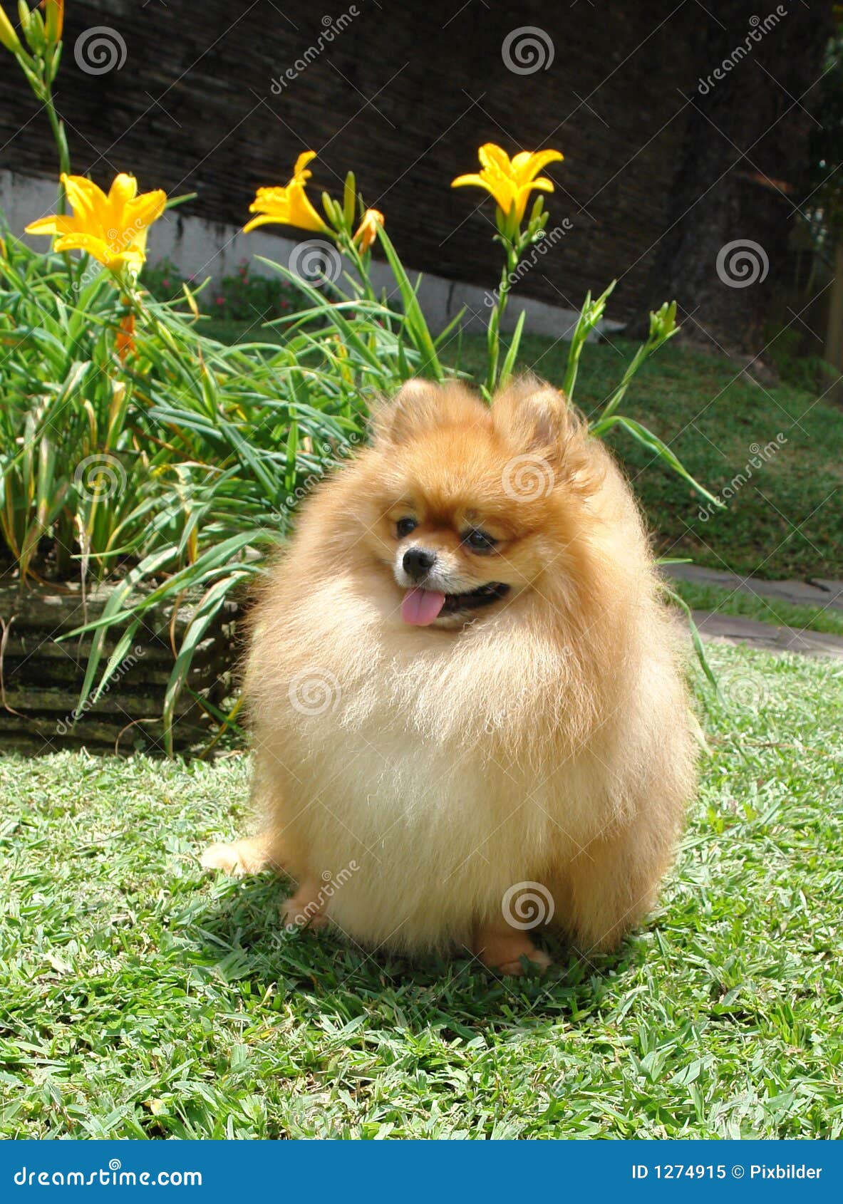 Pomeranian spitz stock image. Image of hound, puppy, canine - 1274915