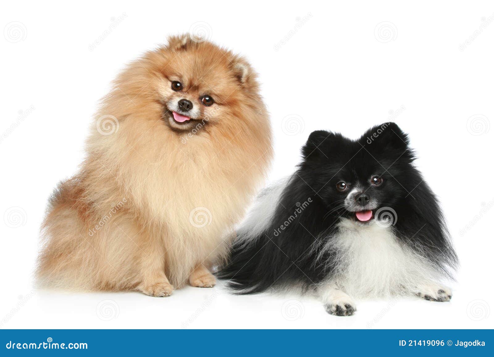 Pomeranian Spitz On The Blue Background Stock Image | CartoonDealer.com ...