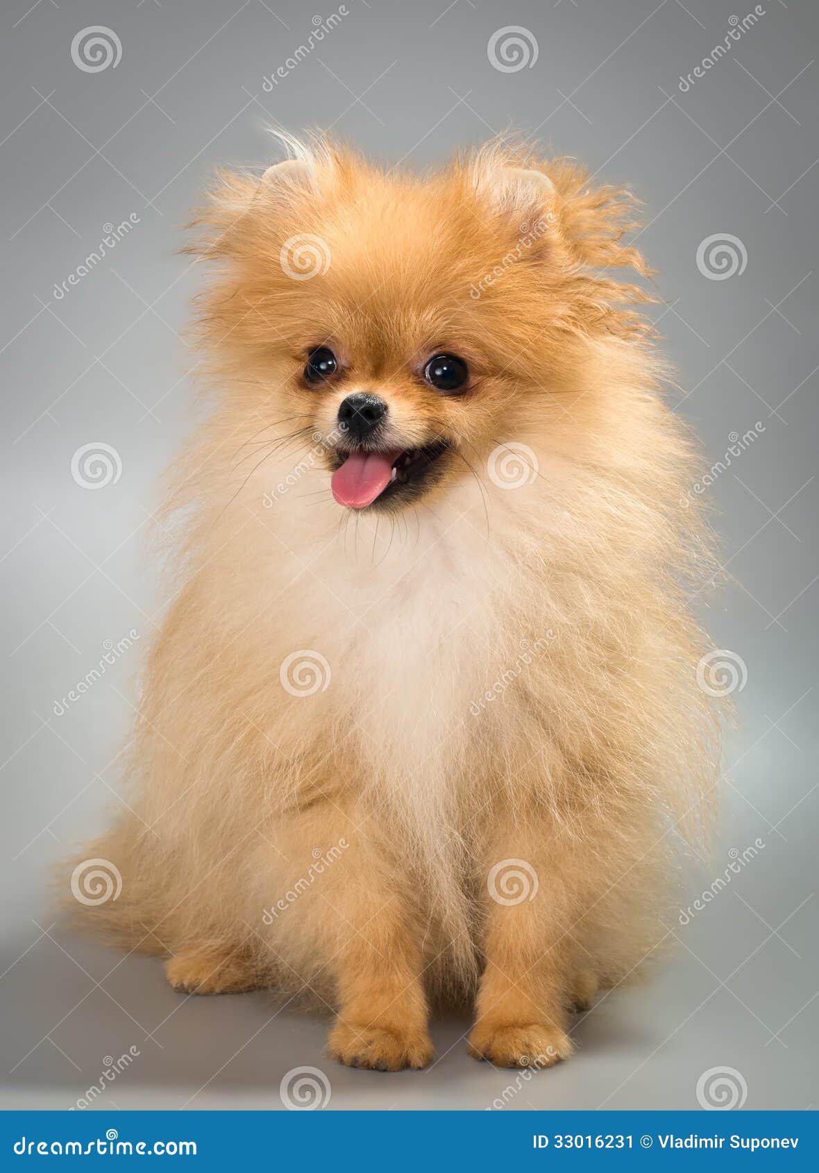 Pomeranian Spitz-hond in Studio Stock Afbeelding - Image of onderaan ...