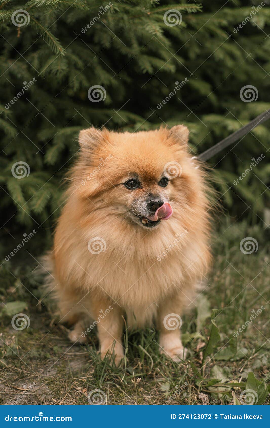 The Pomeranian Spitz is Sitting in the Forest Near the Fir Tree Stock ...