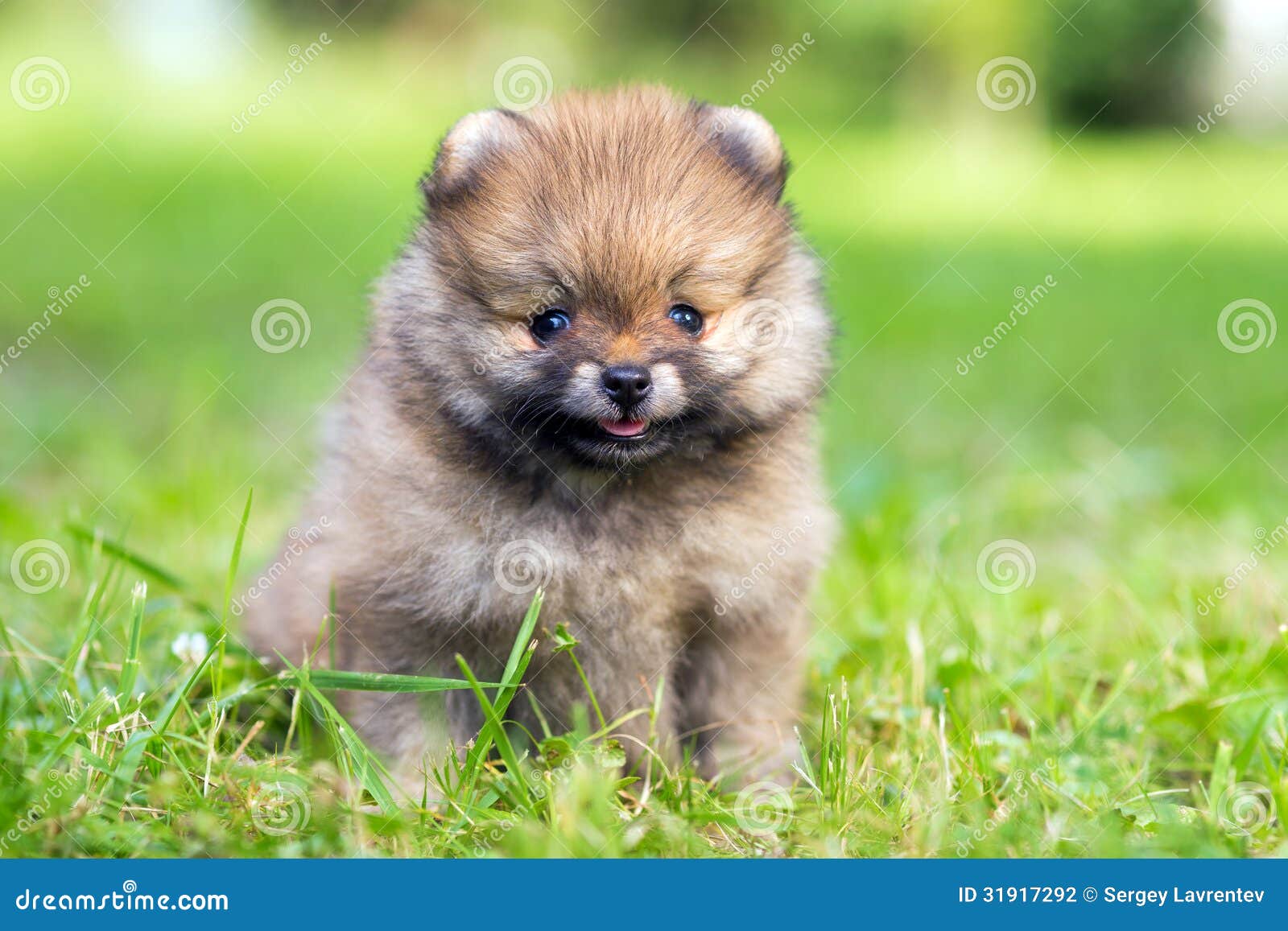 Pomeranian valp arkivfoto. Bild av däggdjur, grön, härlig - 31917292