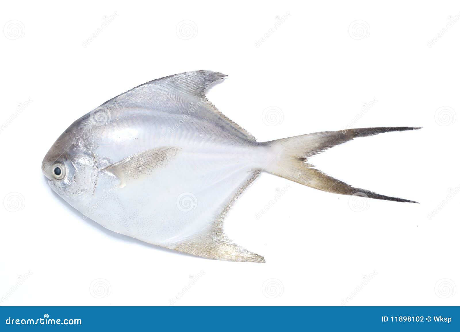 Pomfret Fish
