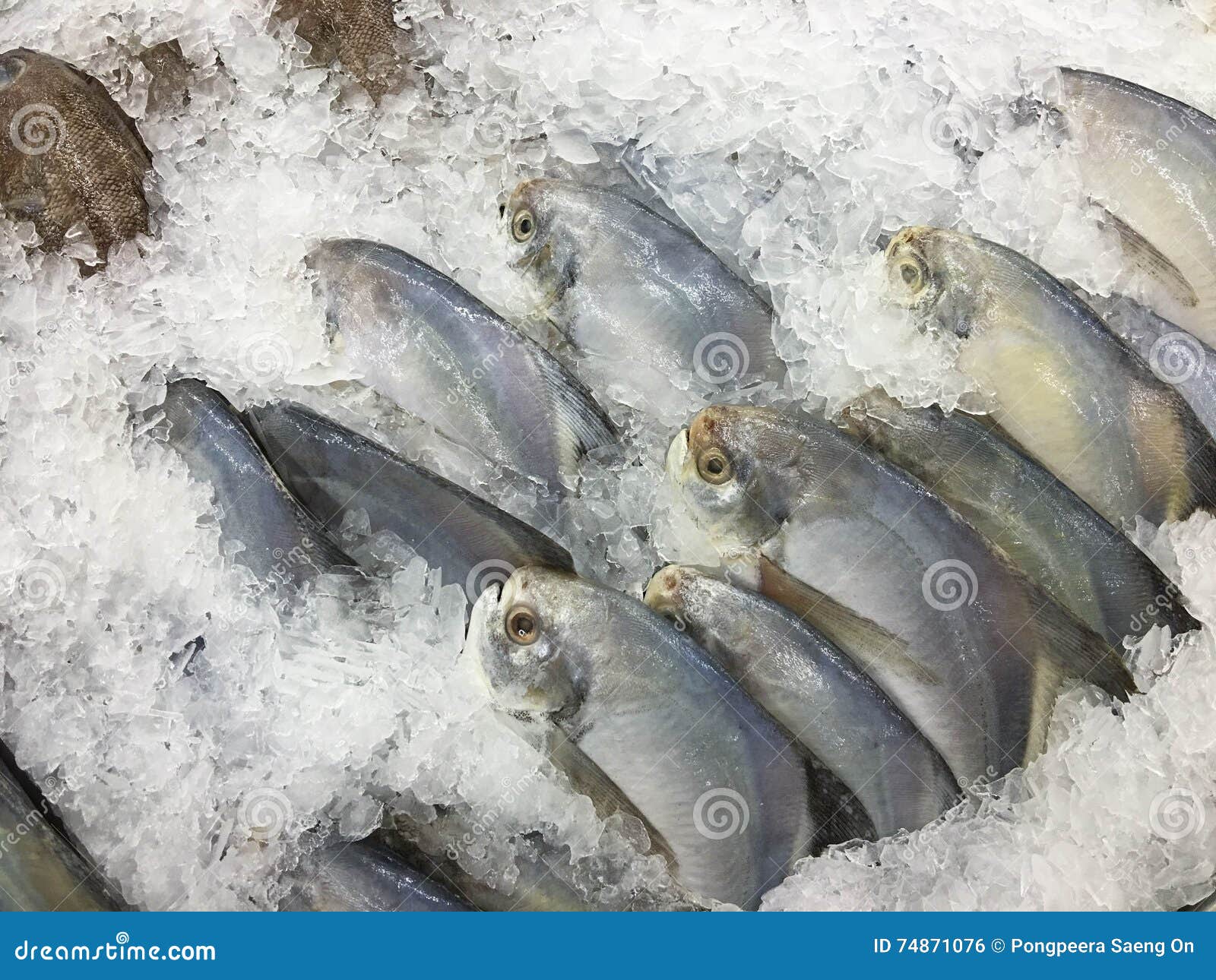 Pomfret fish frozen stock photo. Image of delicious, close - 74871076