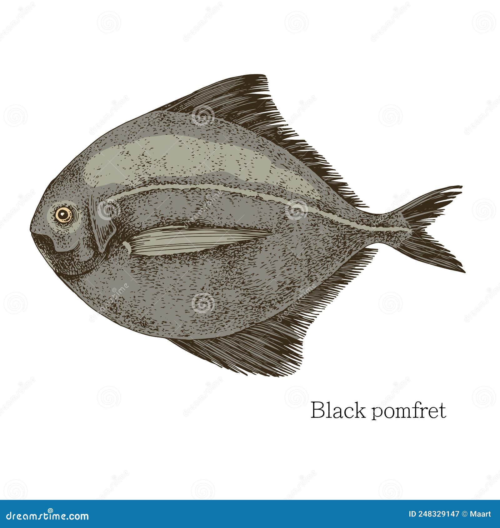 Pomfret Fish Hand Drawn Realistic Illustration Stock Vector ...