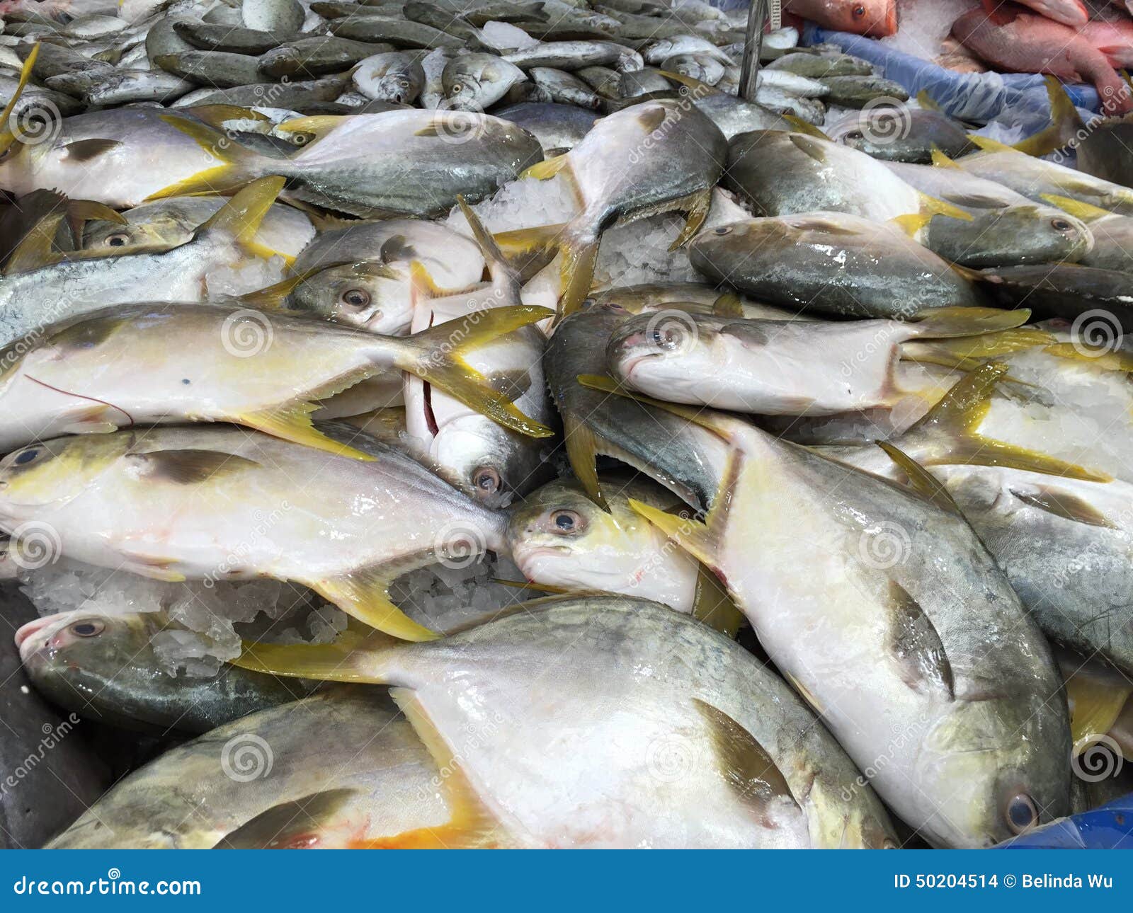 Pomfret fish stock photo. Image of pomfret, fresh, fish - 50204514