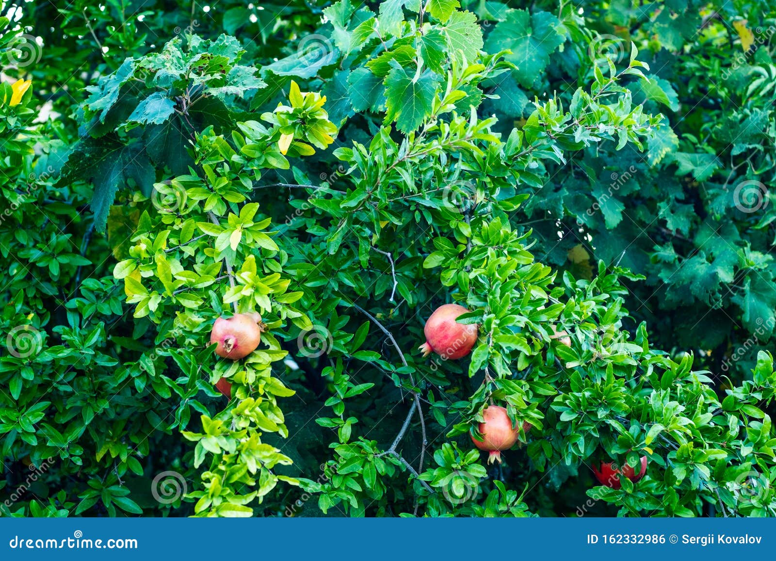 Pomgranate Plant Stock Photos - Free & Royalty-Free Stock Photos from ...
