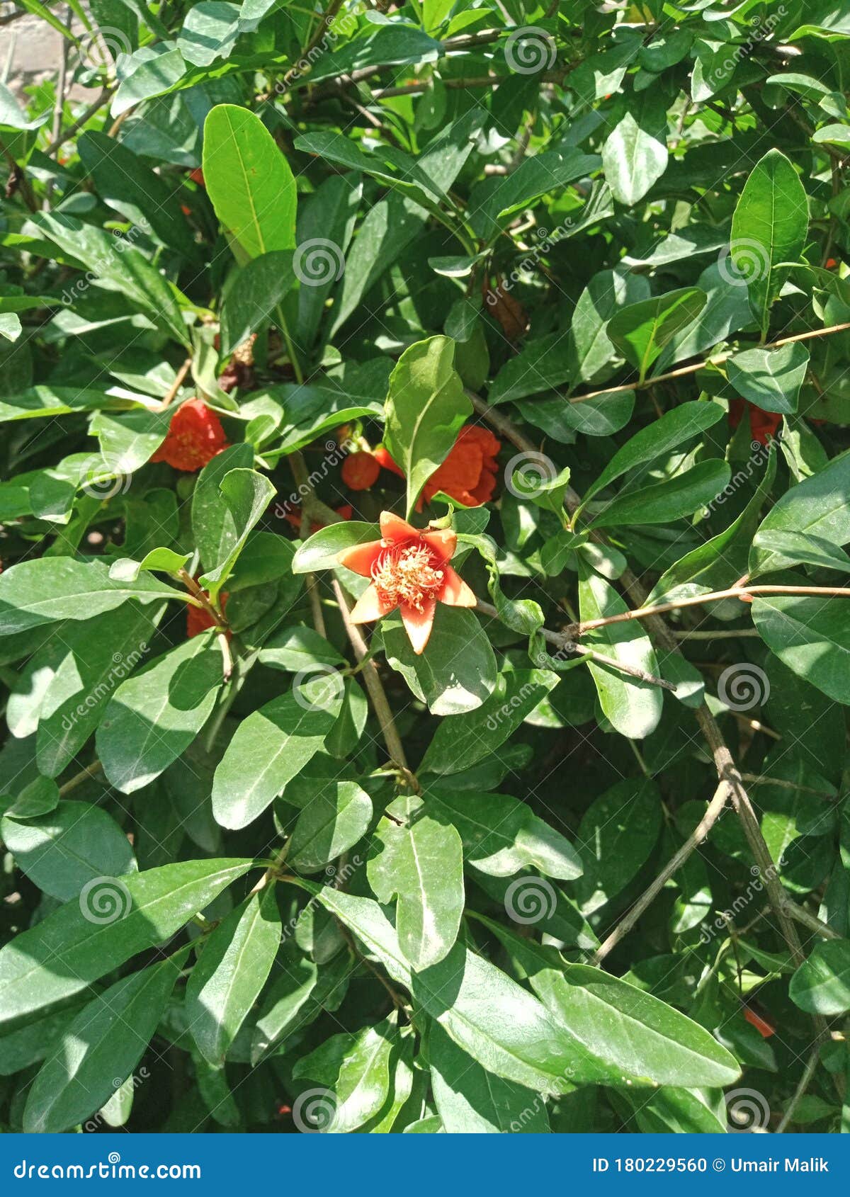 Pomegranate Tree with Flower Full Hd Pic Stock Photo - Image of full ...