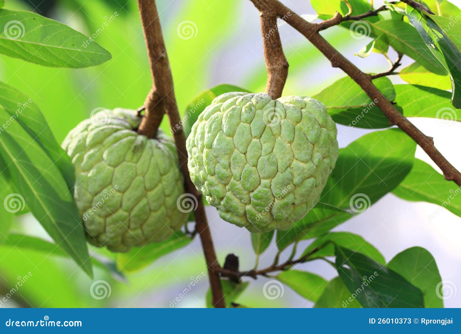 Pomme cannelle fraîche image stock. Image of croissance - 26010373
