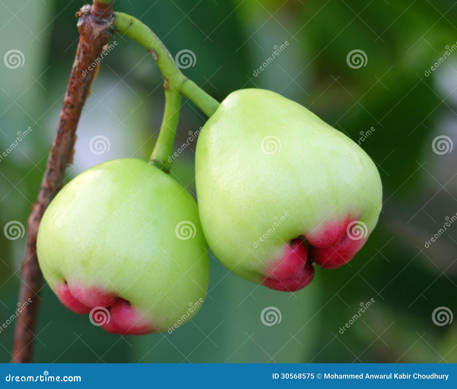 Pomme d'eau douce image stock. Image of juteux, indonésie - 30568575