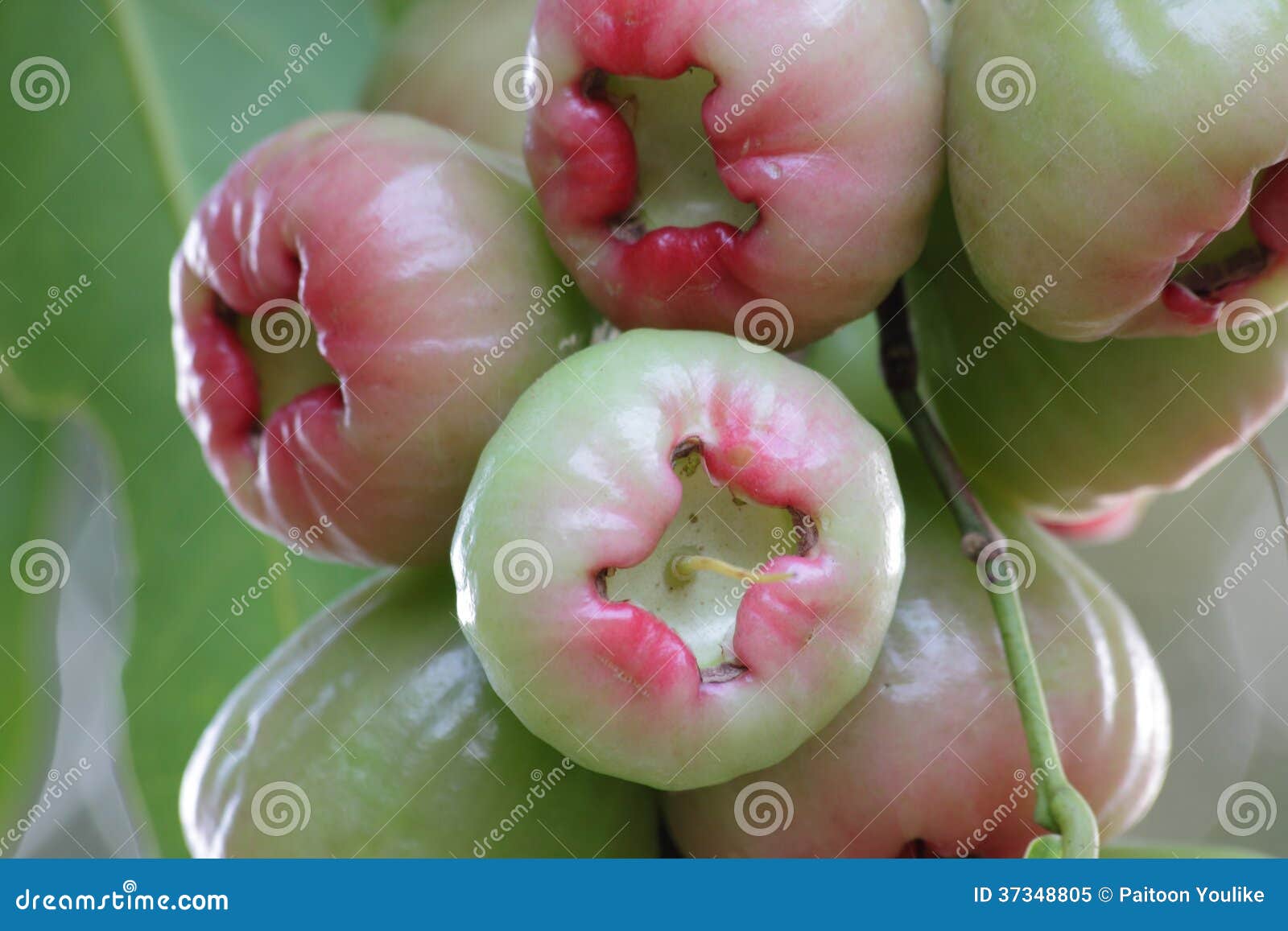 Pomme de Rose sur l'arbre image stock. Image du doux - 37348805