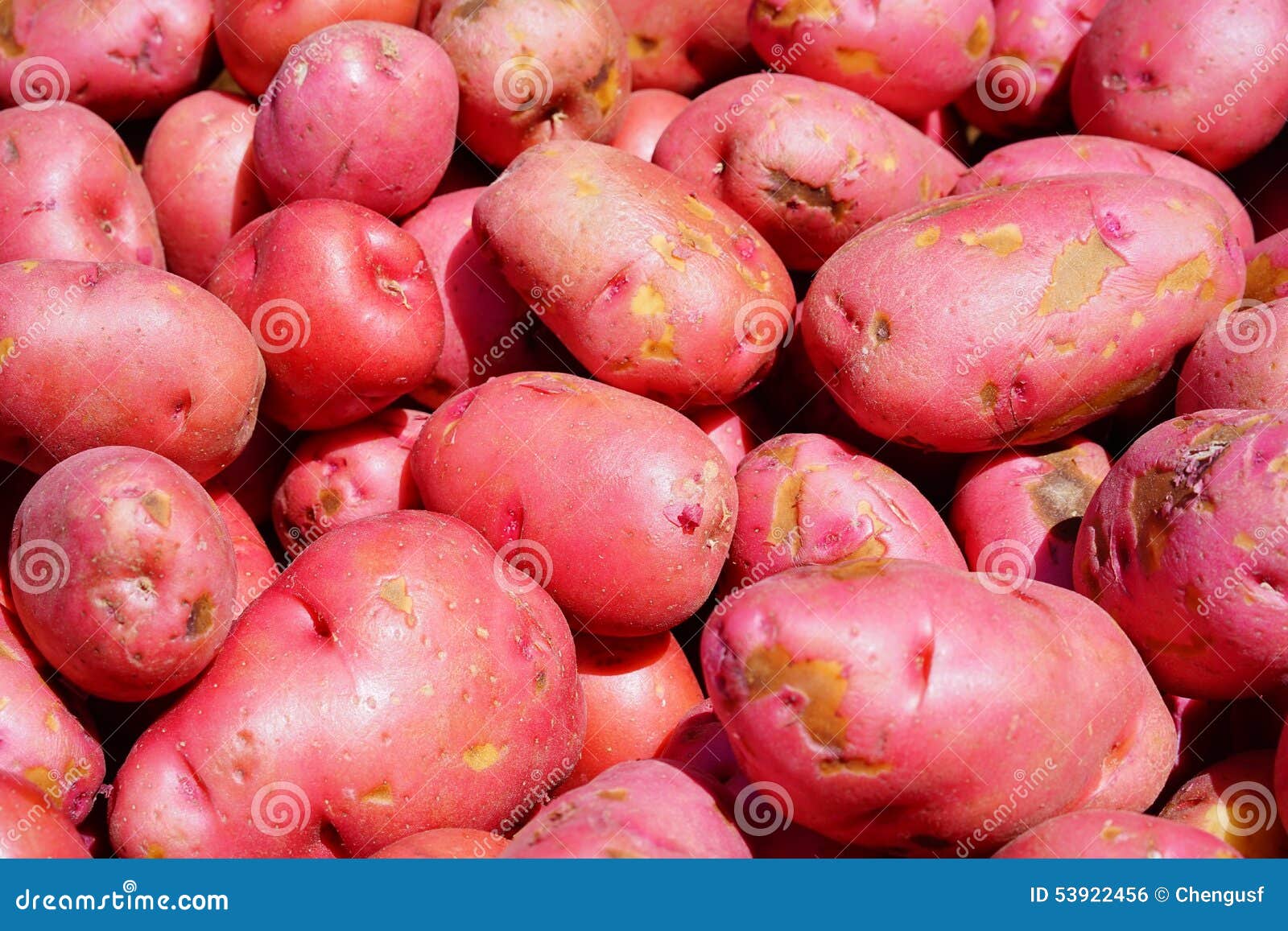 Pomme de terre rouge photo stock. Image du normal, carbohydrate - 53922456