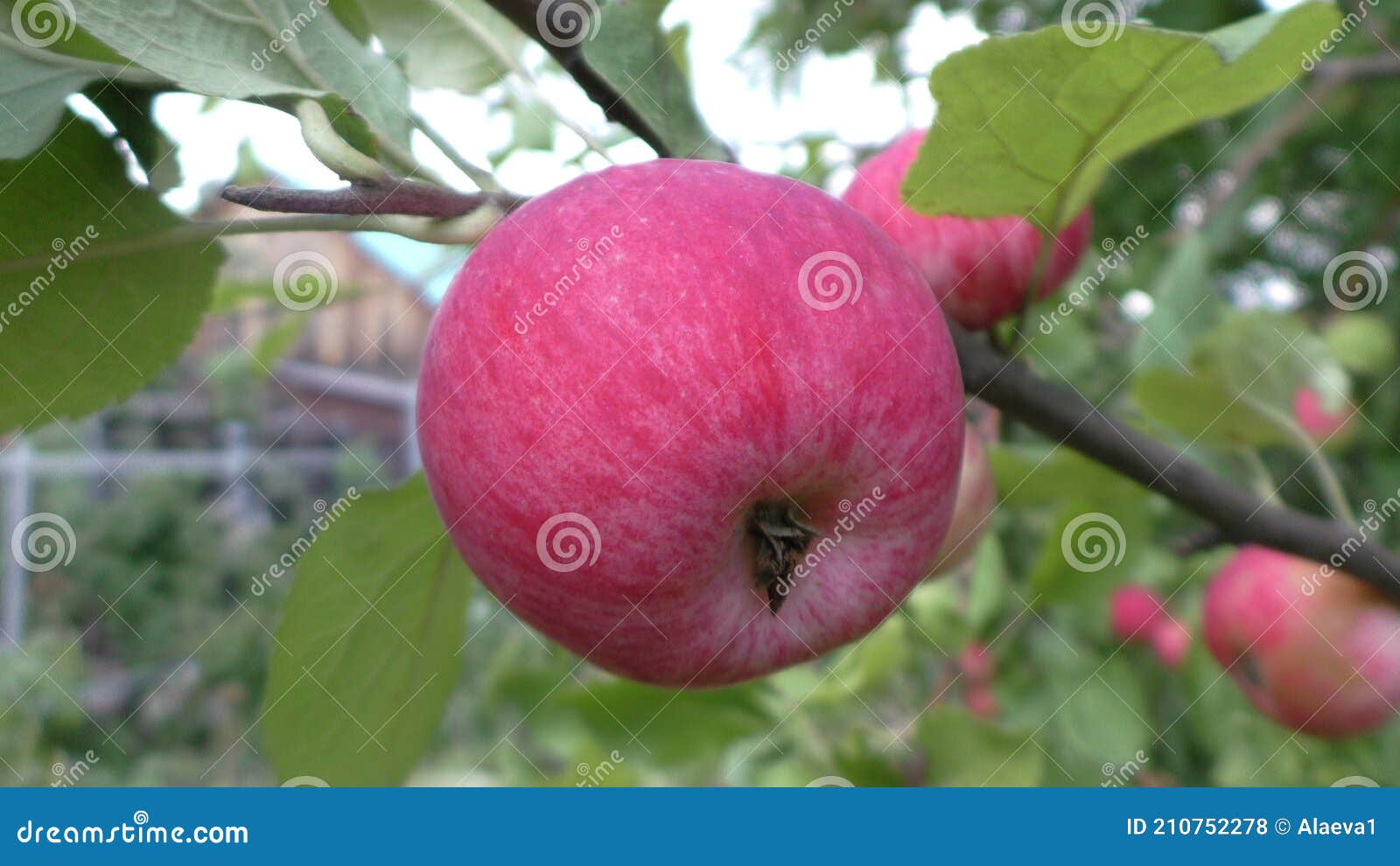 Pomme Jardin Potager Pomme Rouge Photo stock - Image du balai, légume ...