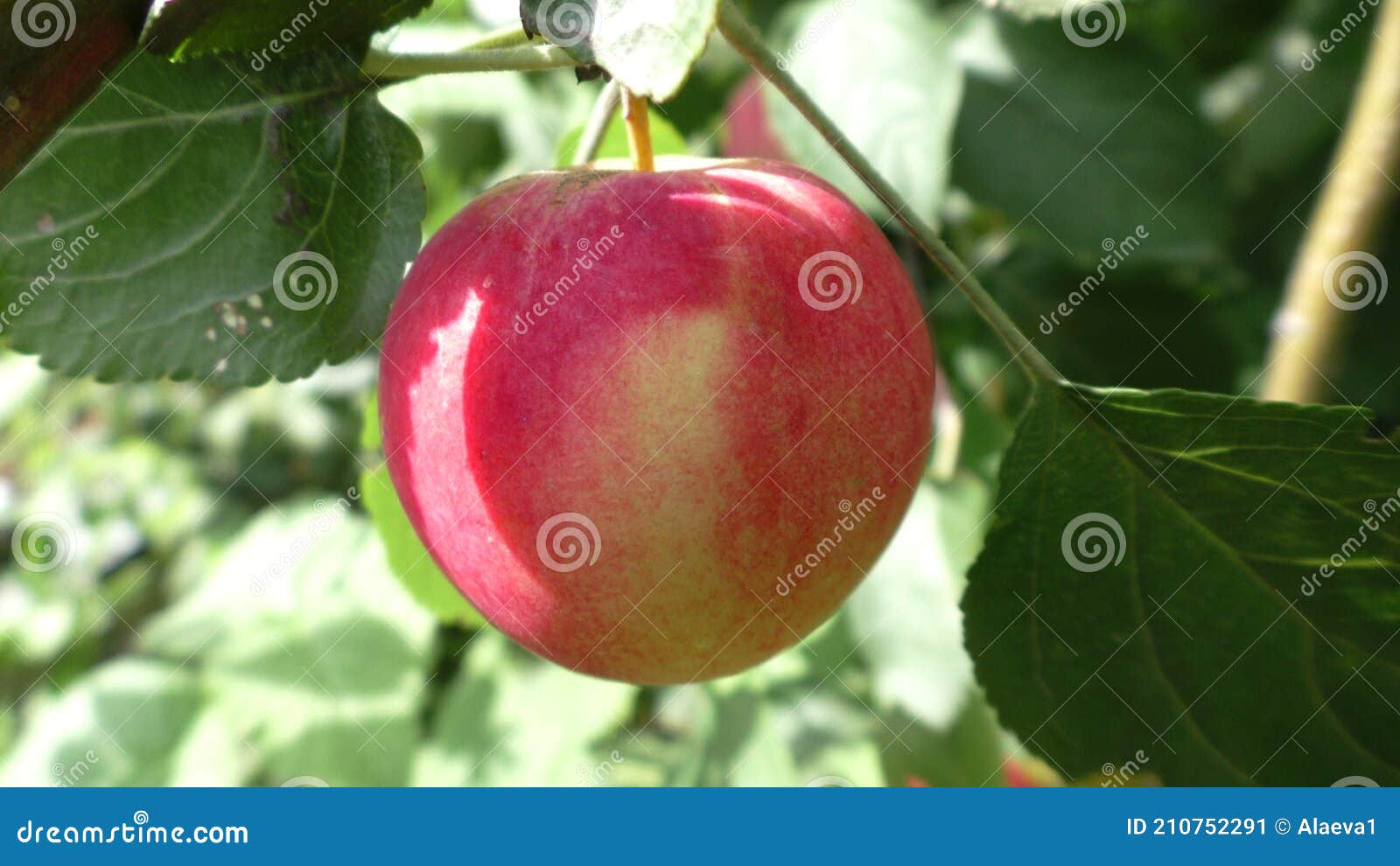 Pomme Jardin Potager Pomme Rouge Image stock - Image du frais ...