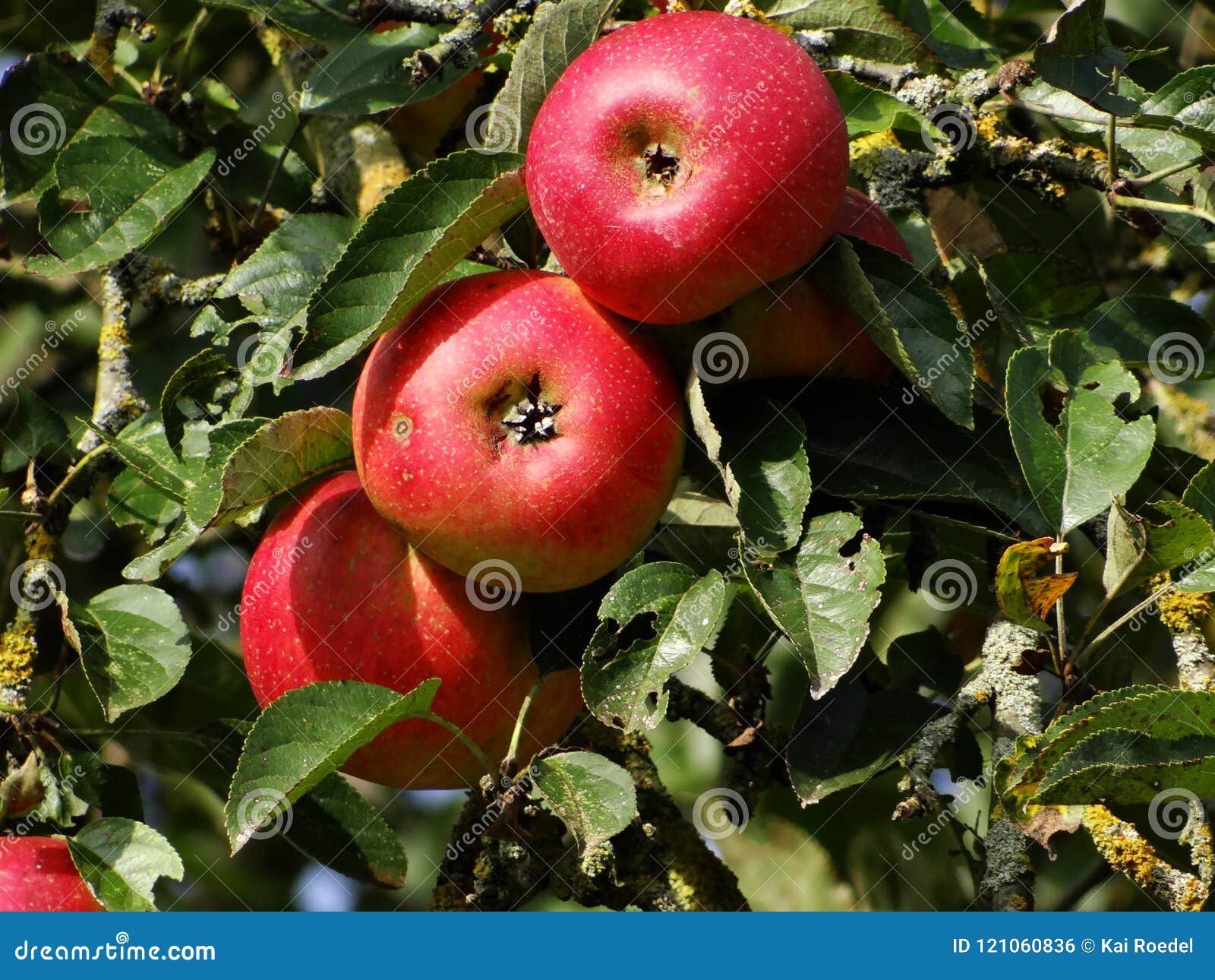 Pomme Mûre Rouge Sur L'arbre Photo stock - Image du fond, beauté: 121060836