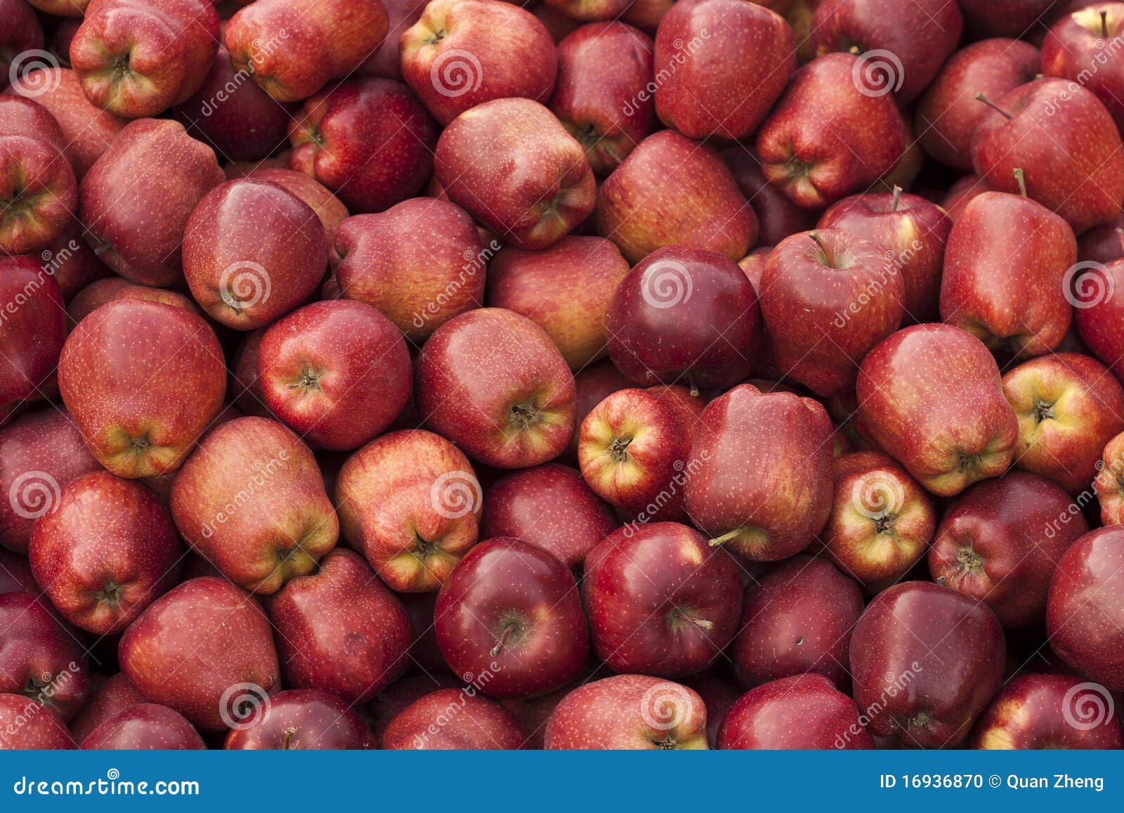 Pomme red delicious photo stock. Image du configuration - 16936870