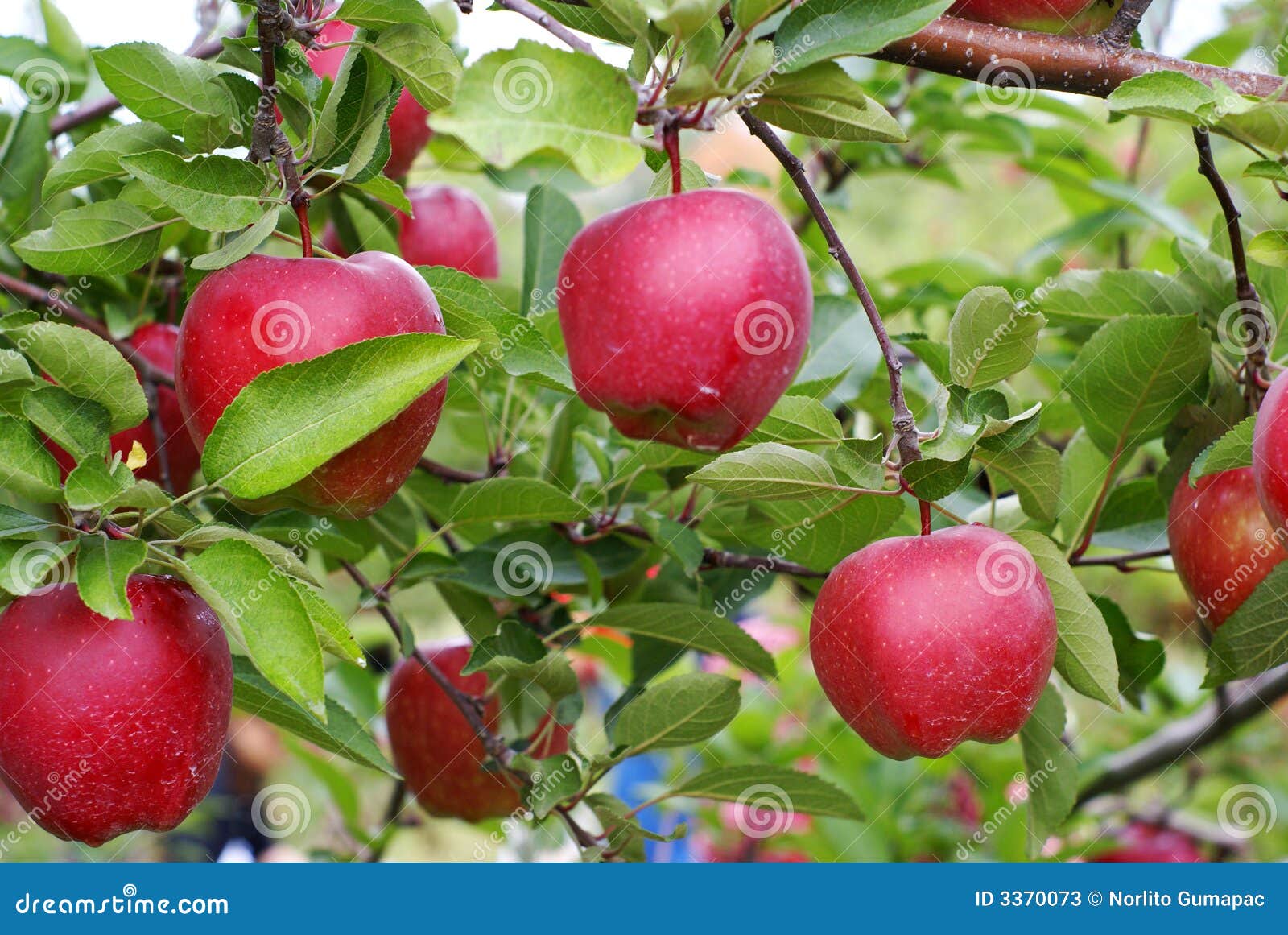 Pomme red delicious image stock. Image du sain, vert, mûr - 3370073