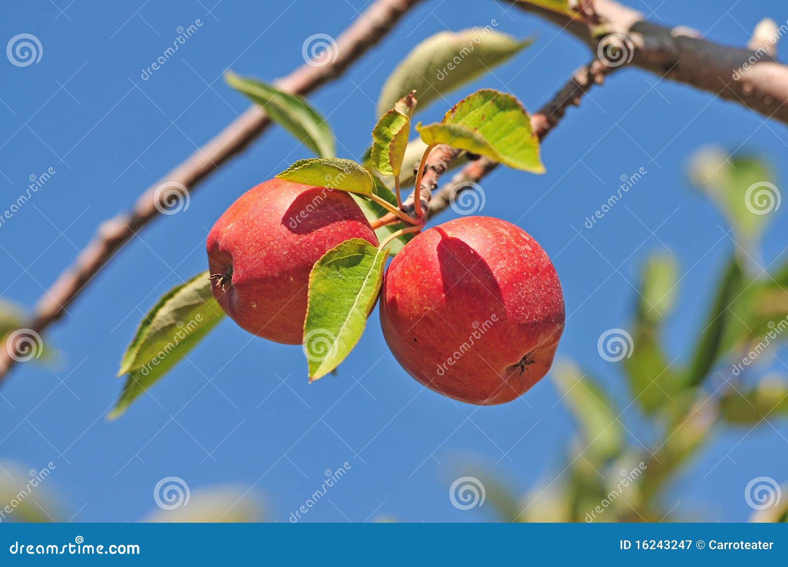 Pomme rouge image stock. Image du jardin, couleur, juteux - 16243247