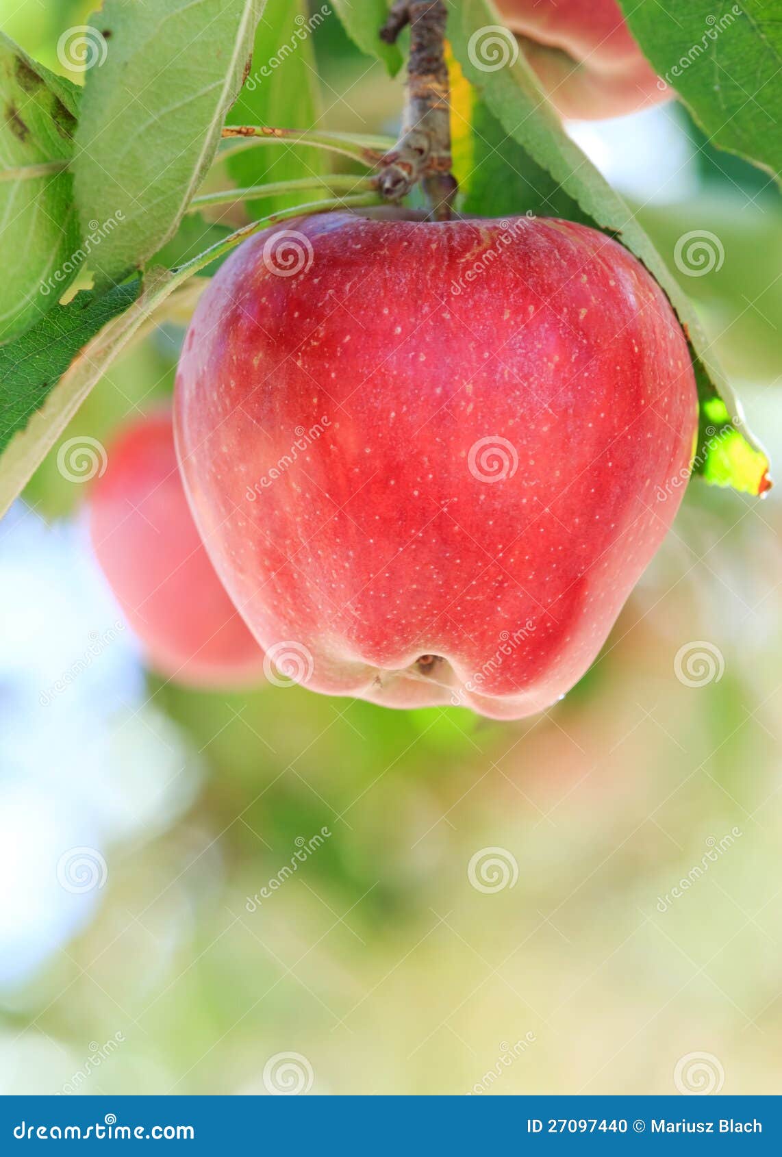 Pomme rouge photo stock. Image du jardin, organique, nourriture - 27097440