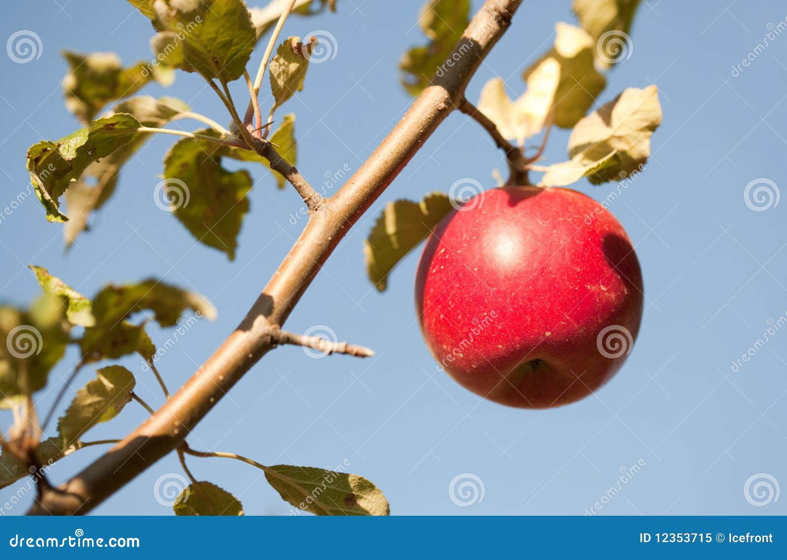 Pomme rouge sur l'arbre image stock. Image du agriculture - 12353715