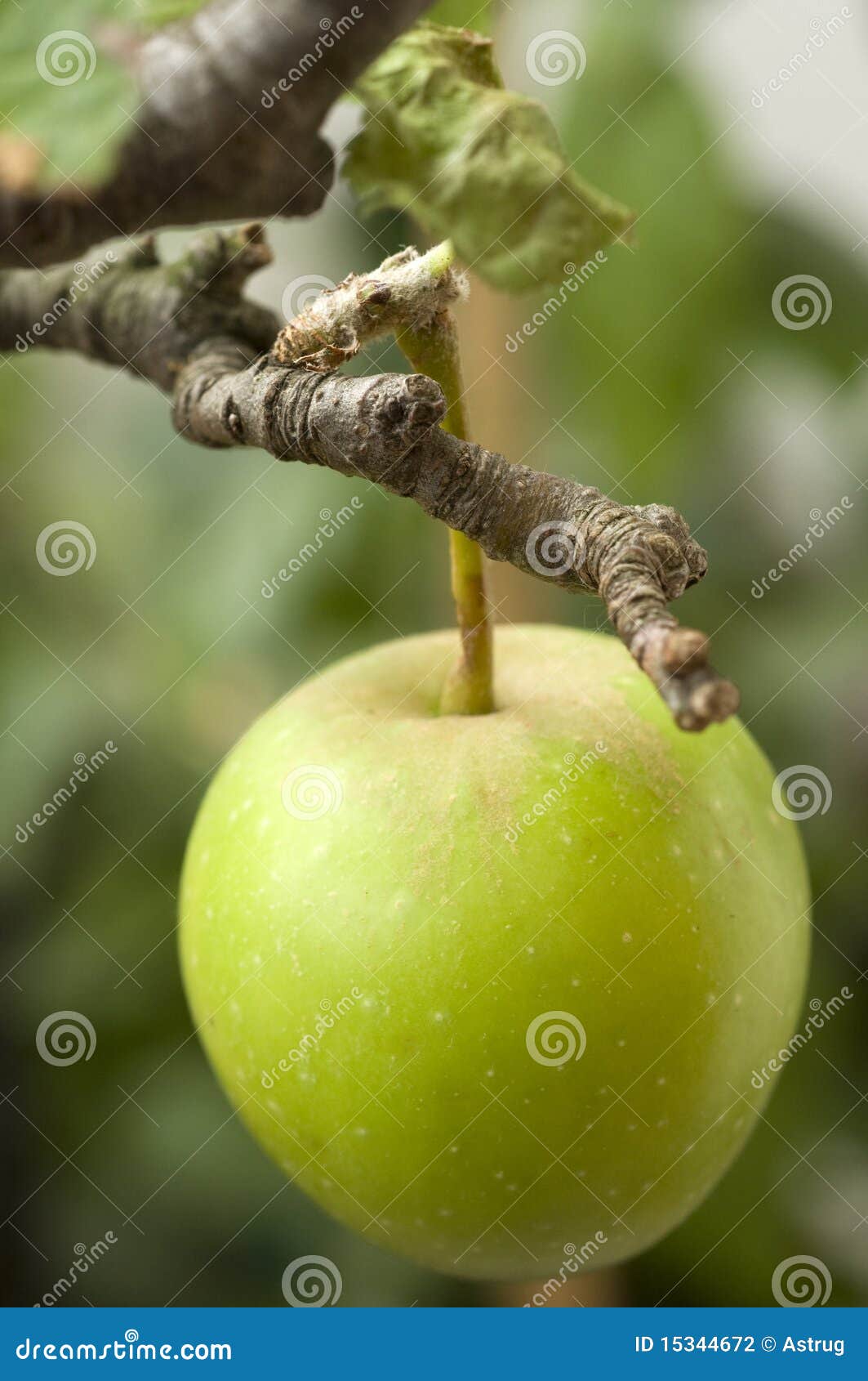 Pomme sauvage photo stock. Image du mangez, fruits, cheminée - 15344672
