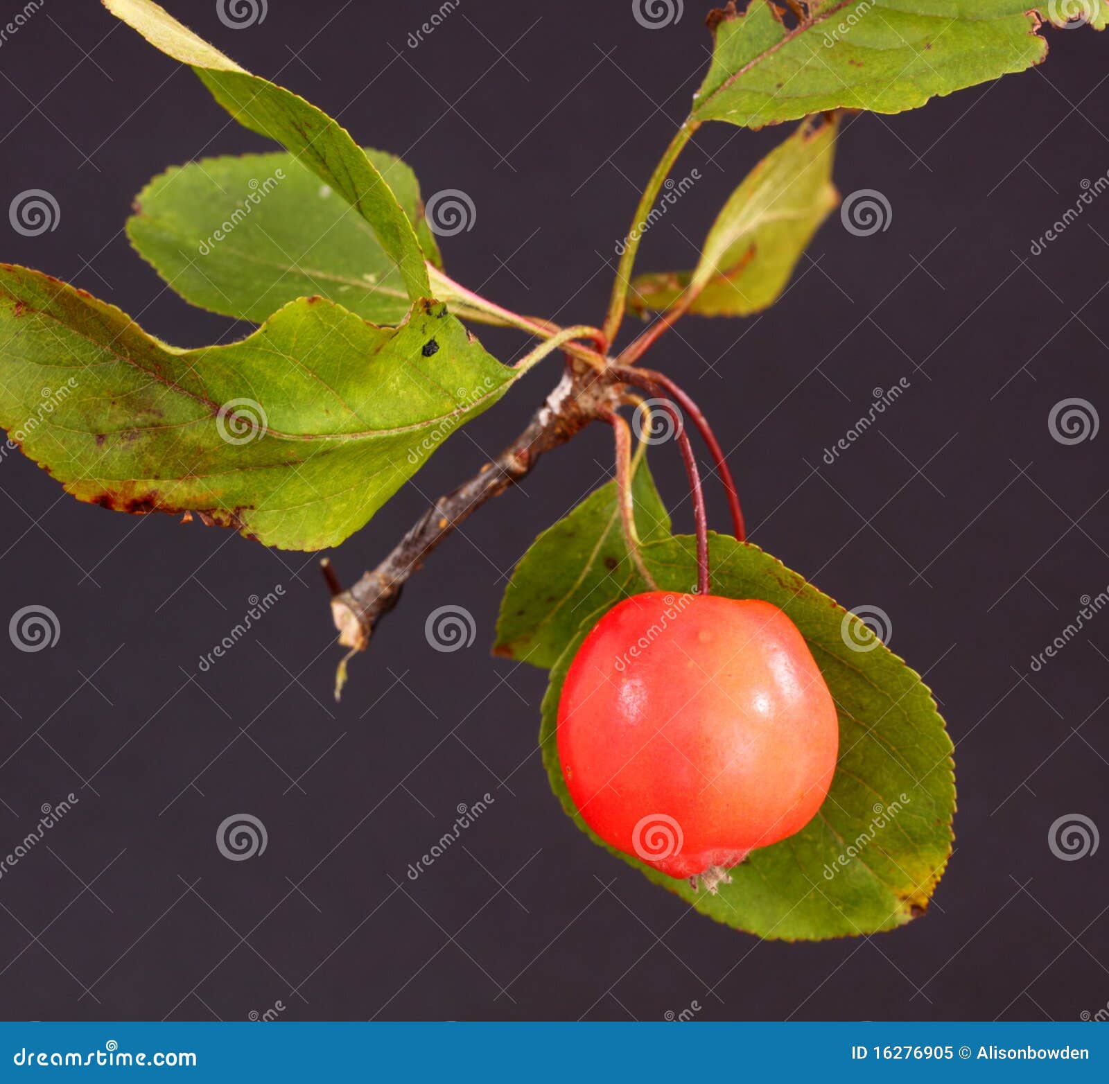 Pomme sauvage image stock. Image du crabe, mûr, cheminée - 16276905