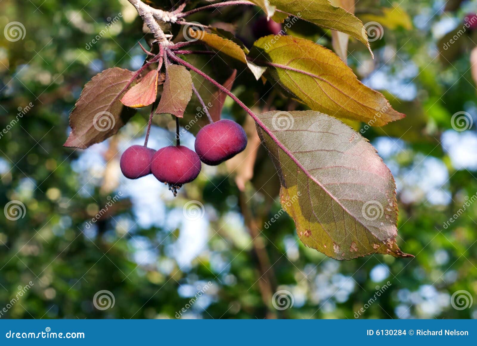 Pomme sauvage photo stock. Image du arbre, lame, fruits - 6130284