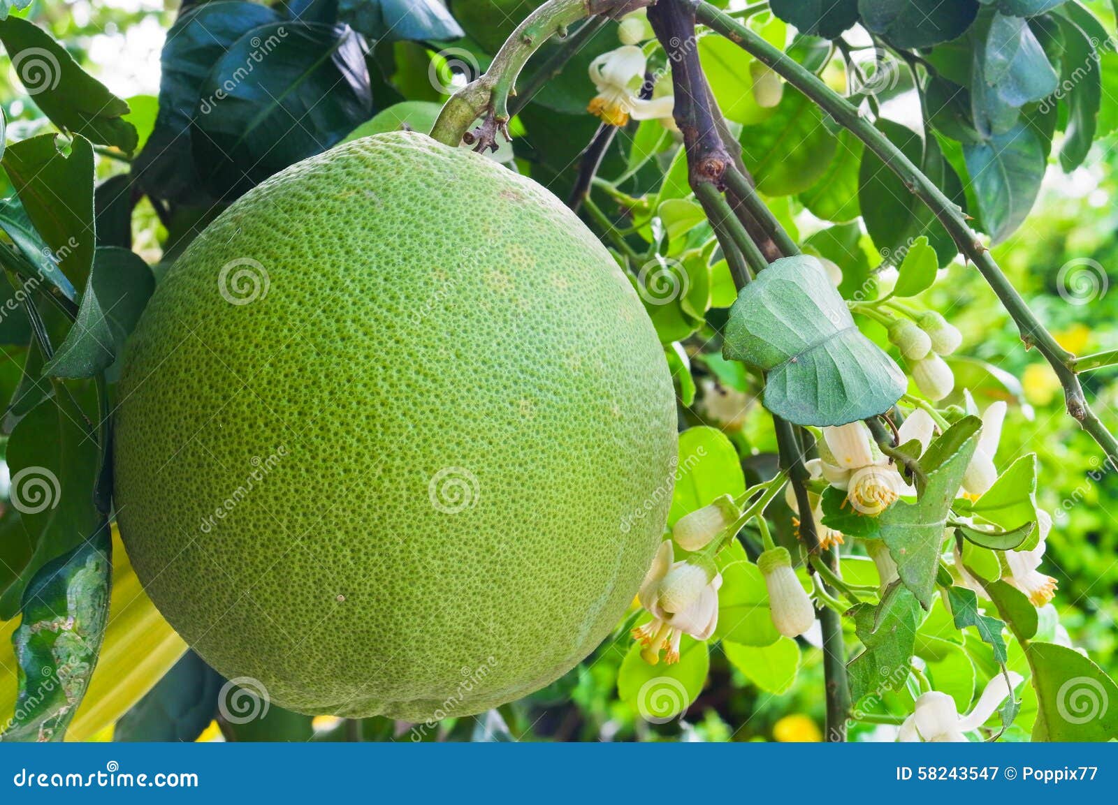 Pommelo, Pomelo, or Pummelo Stock Image - Image of food, health: 58243547