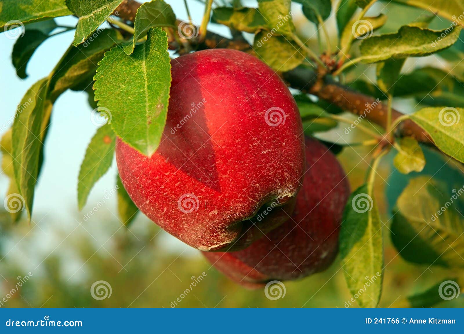 Pommes photo stock. Image du rouge, pommes, groupe, champs - 241766