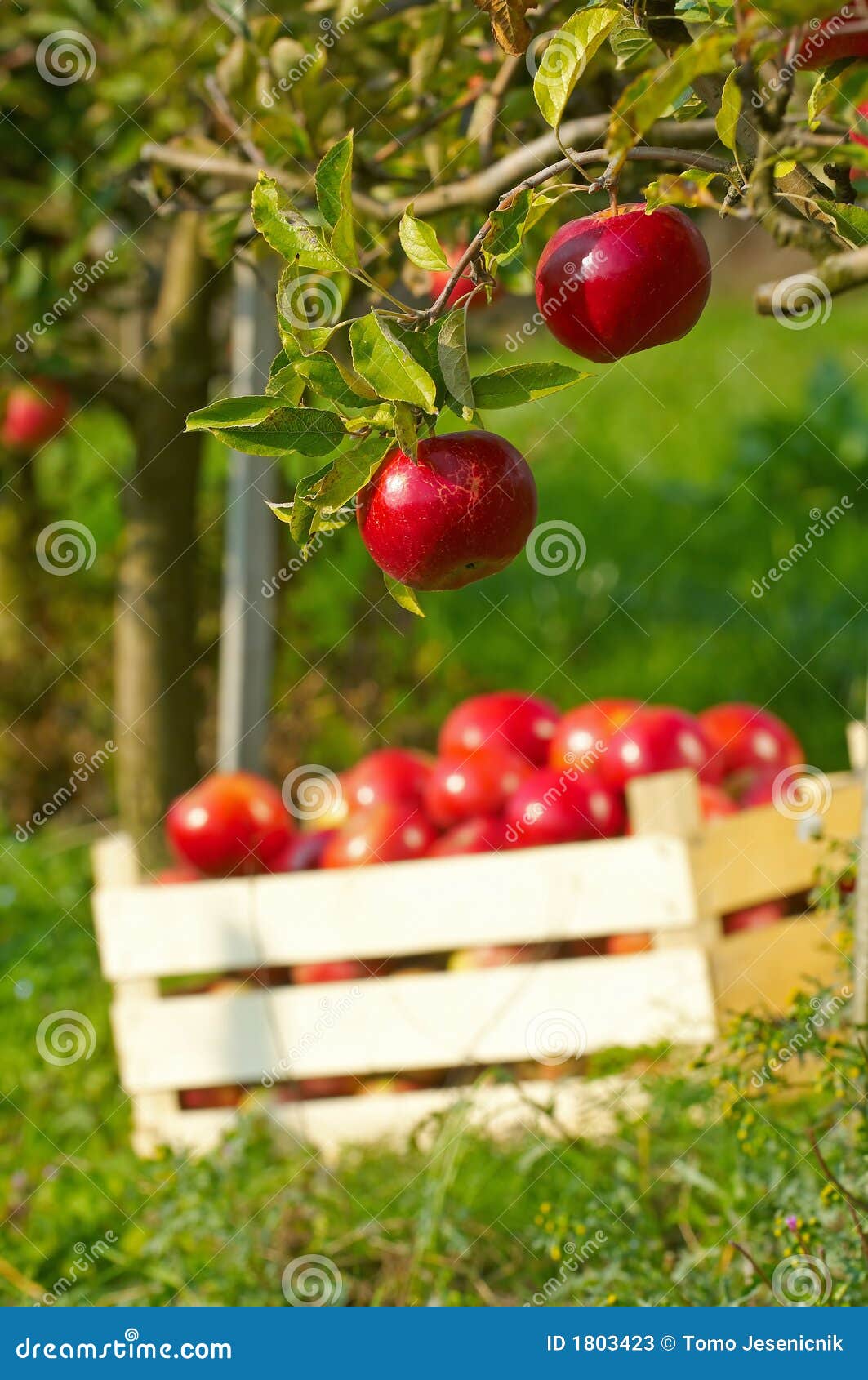 Pommes dans le verger image stock. Image du moisson, verger - 1803423