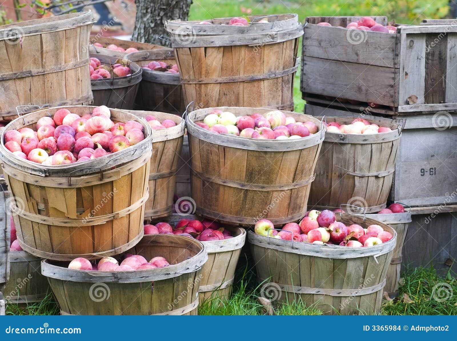 Pommes dans les boisseaux photo stock. Image du saison - 3365984