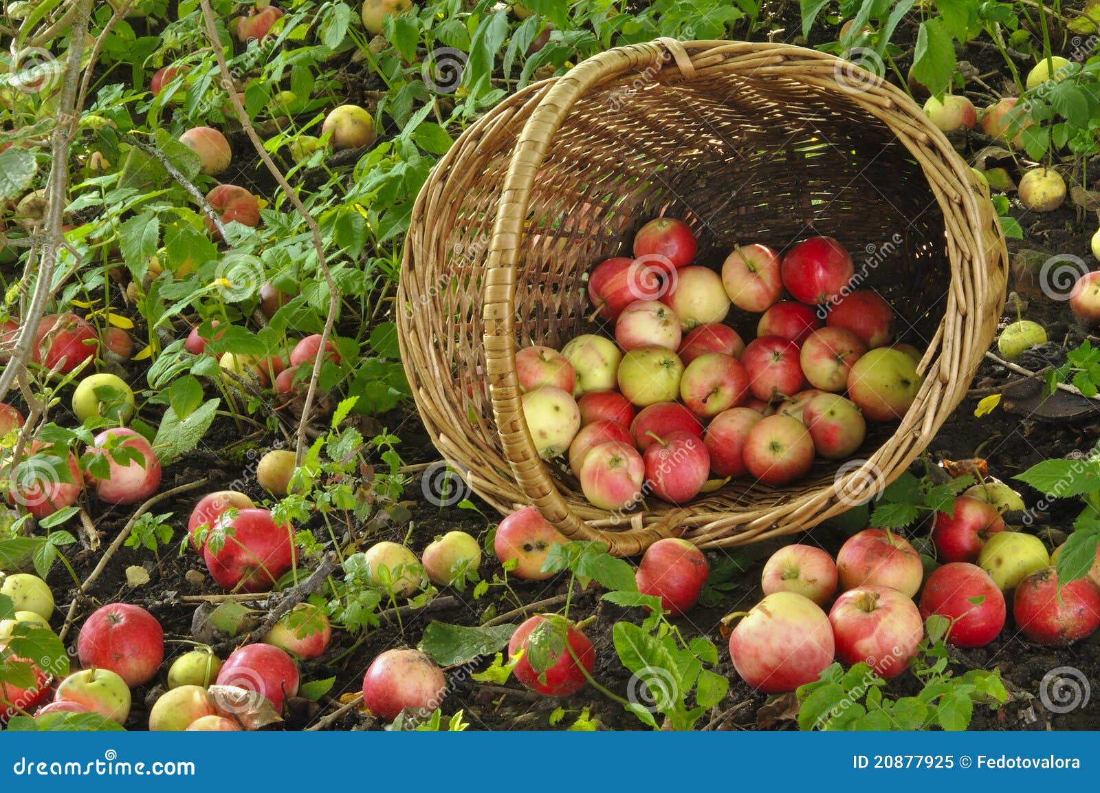 Pommes dans un panier image stock. Image du doux, normal - 20877925