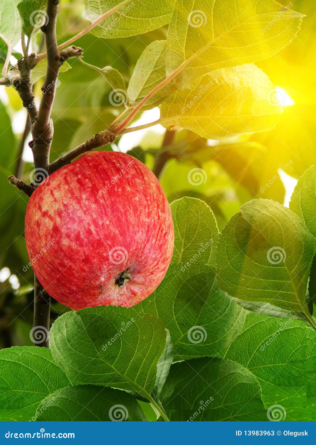 Pommes de fruit rouges image stock. Image du végétarien - 13983963