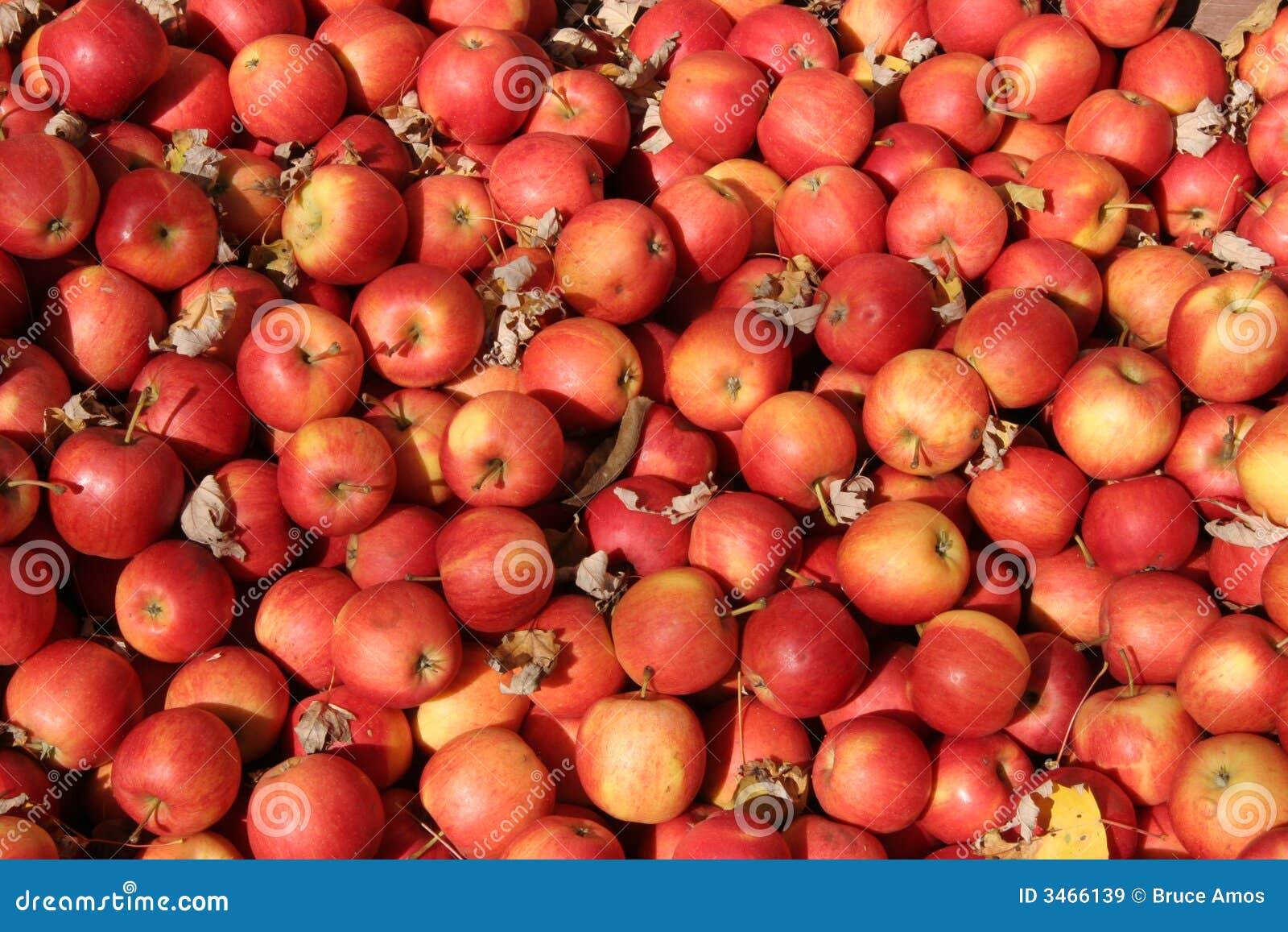 Pommes de gala image stock. Image du fruits, saison, moisson - 3466139