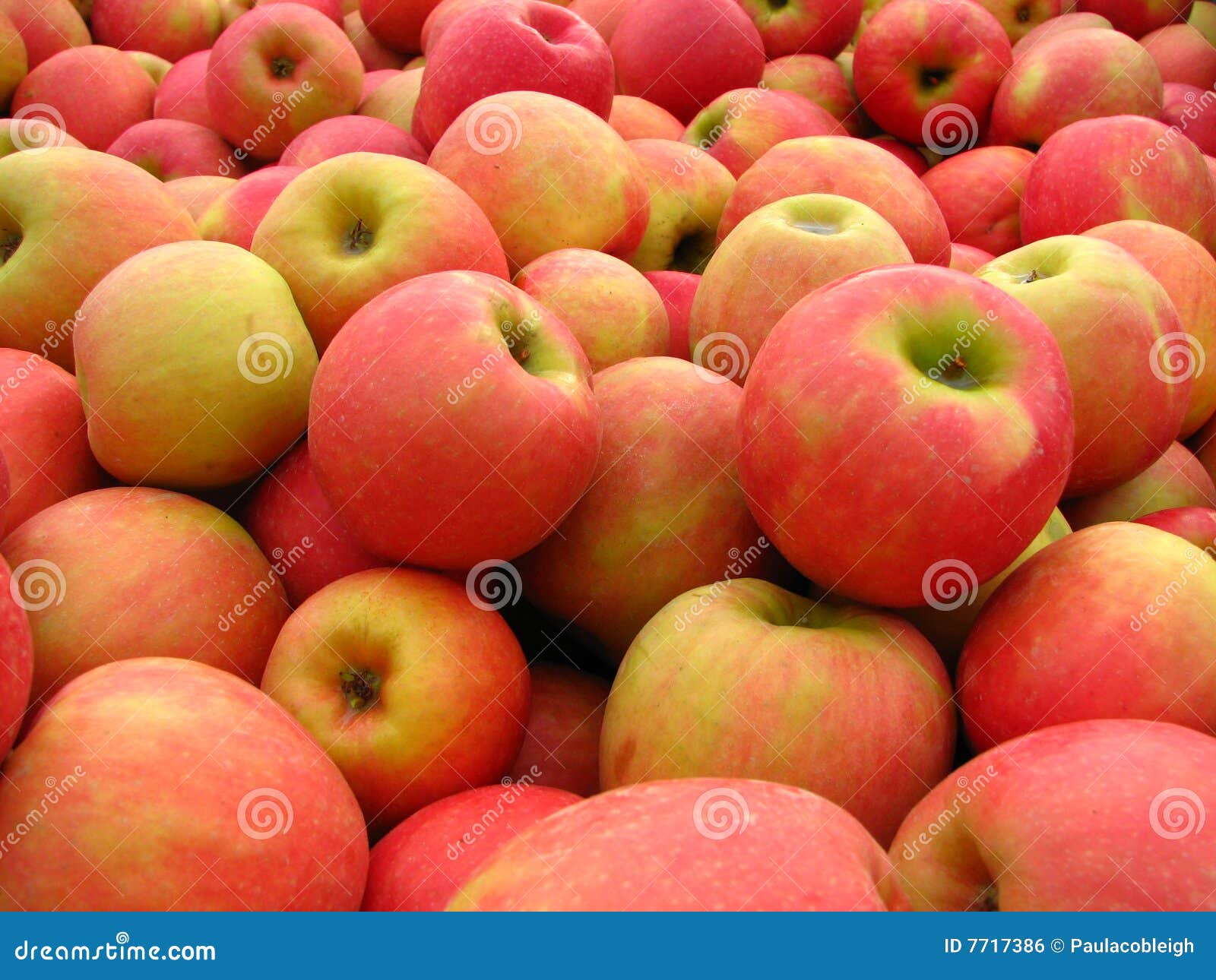 Pommes de gala photo stock. Image of pureté, santé, délicieux - 7717386