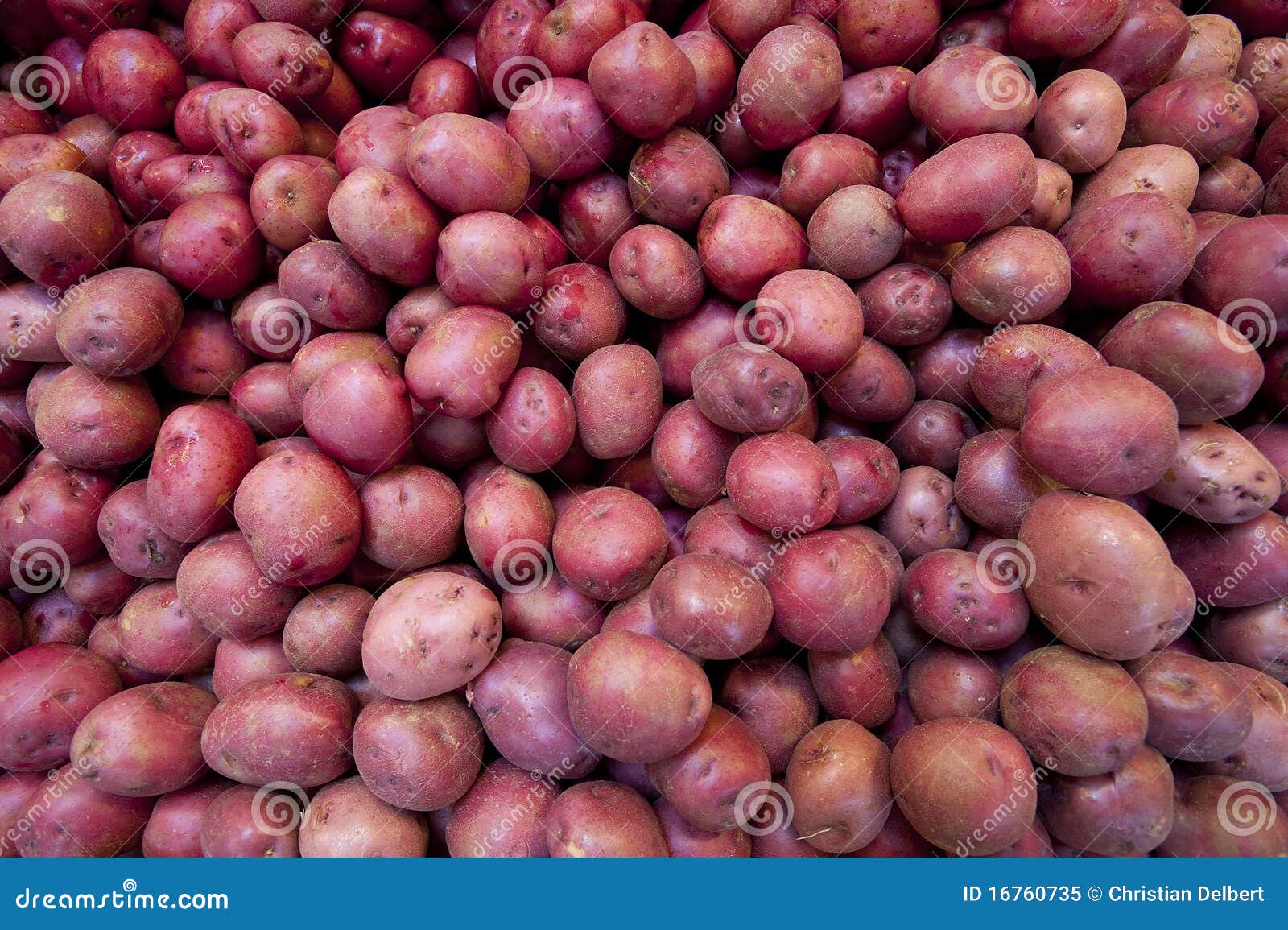 Pommes de terre rouges image stock. Image du affermage - 16760735